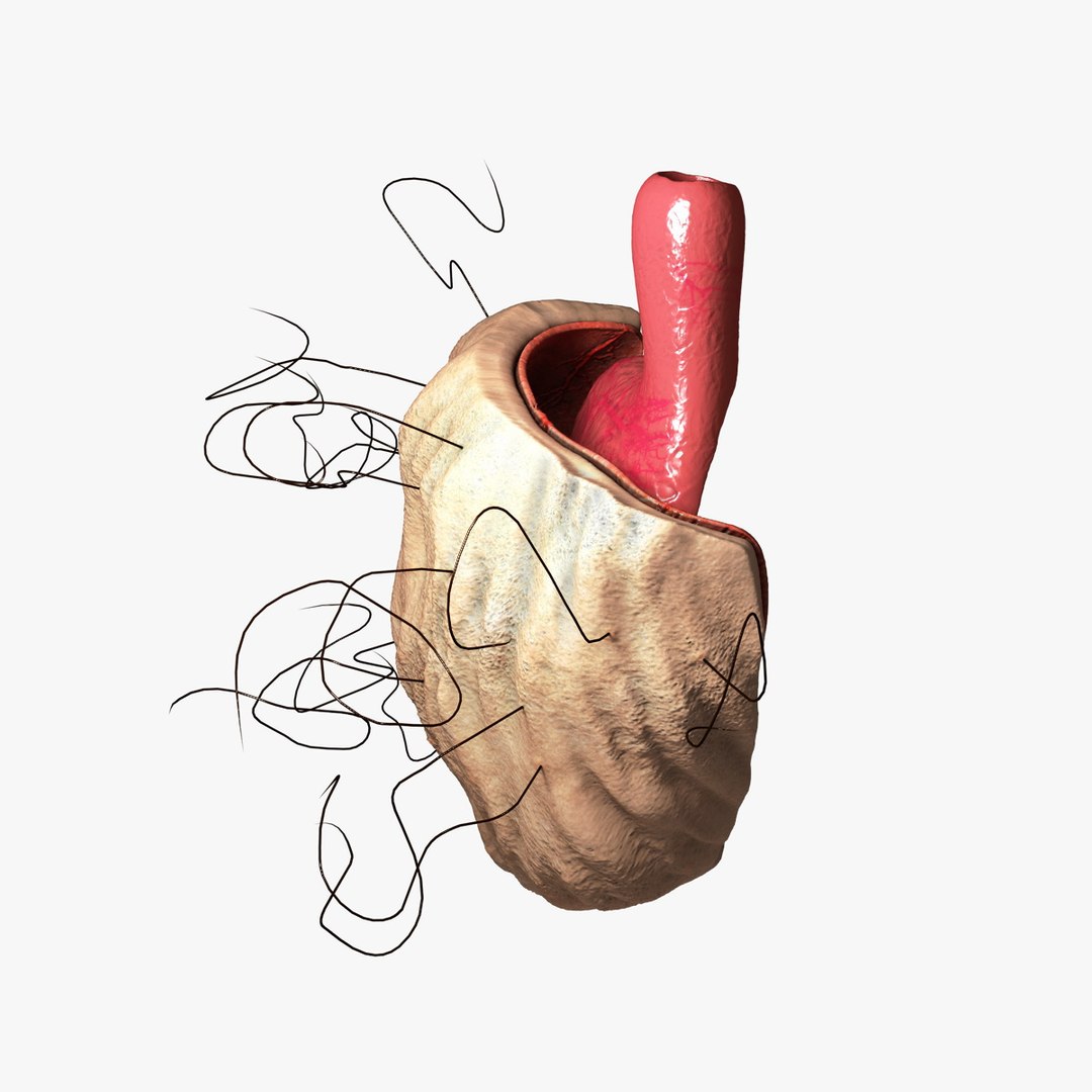 human testis scrotums 3d model