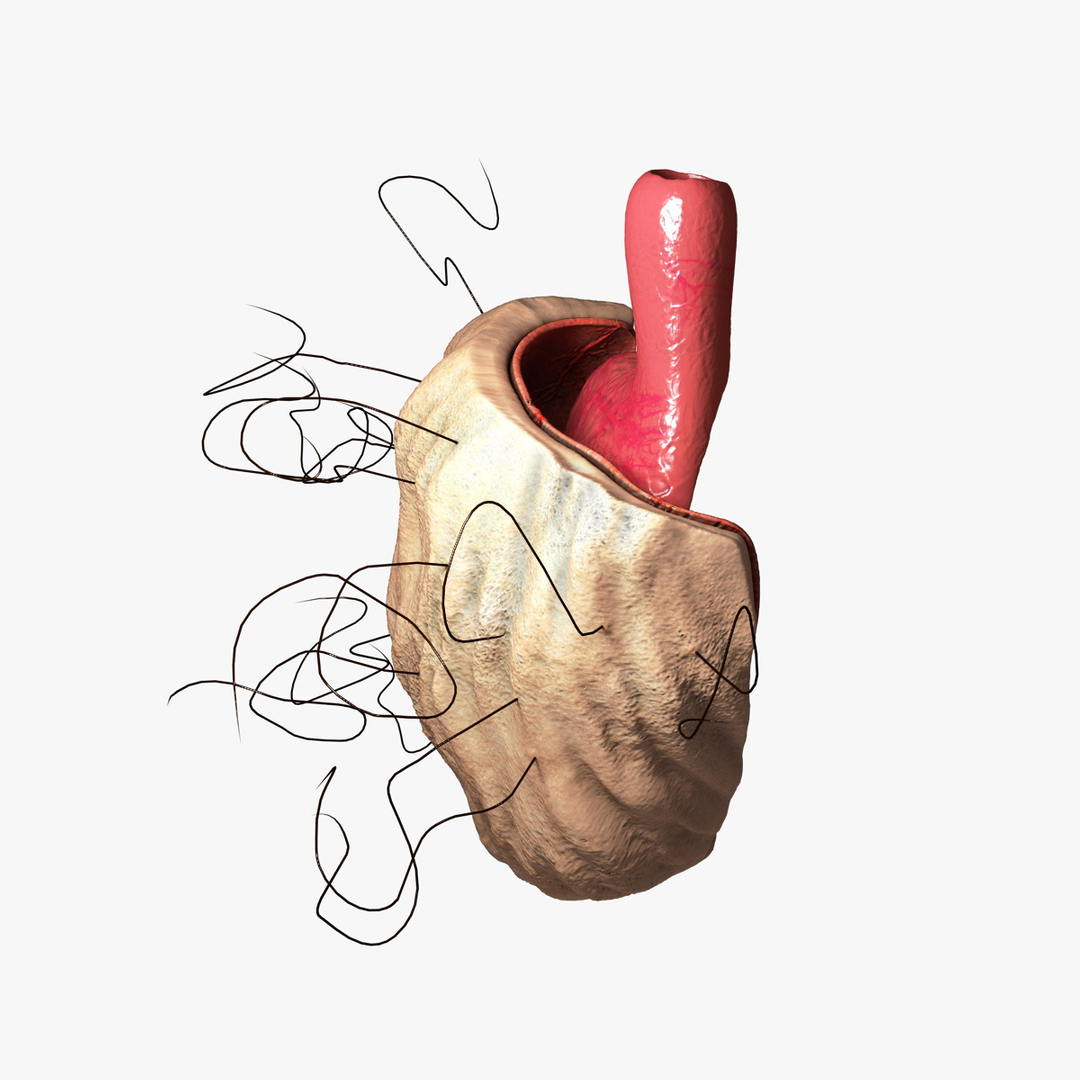 human testis scrotums 3d model