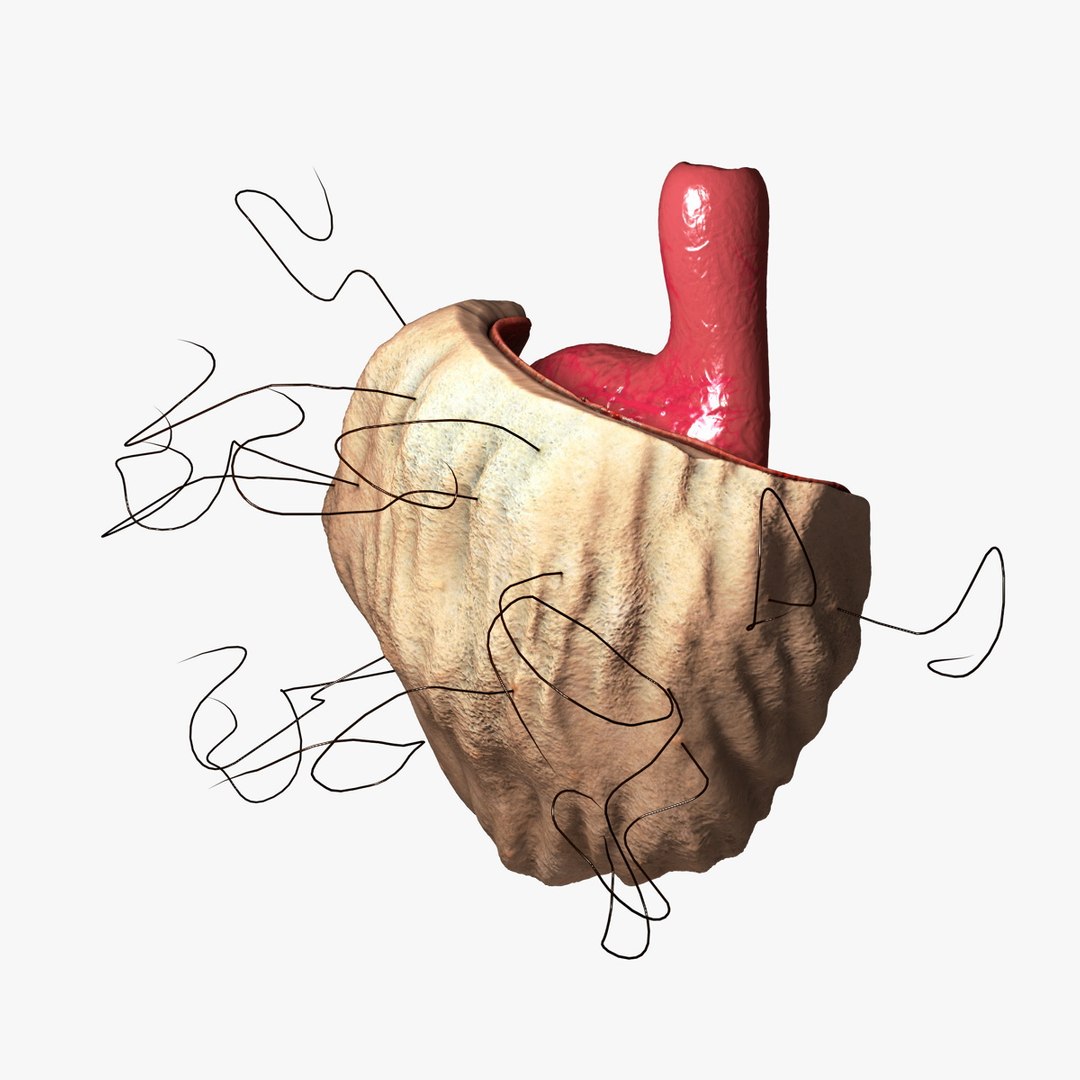 human testis scrotums 3d model