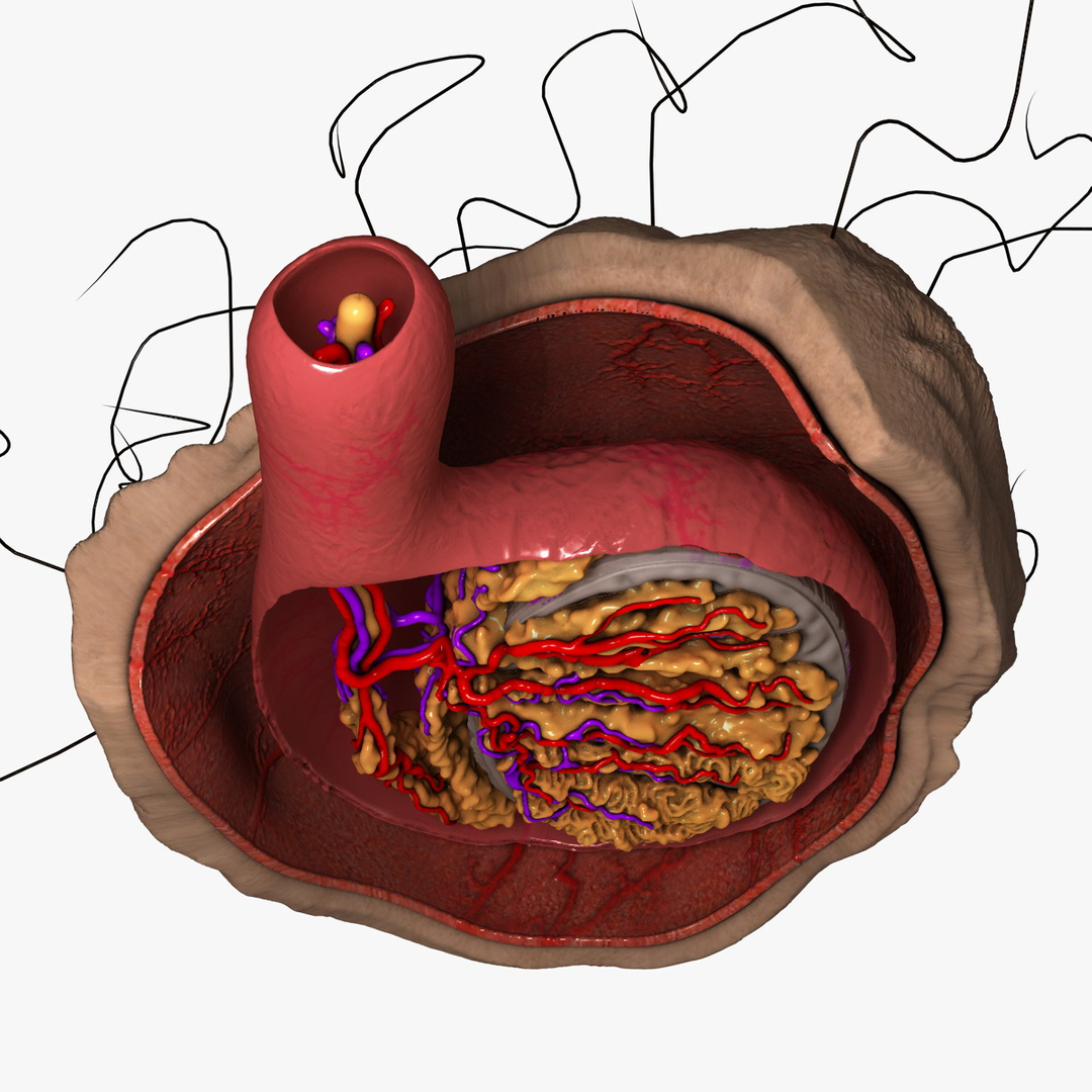 human testis scrotums 3d model