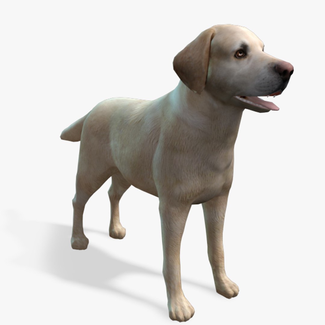 Model S Dog Labrador Yellow