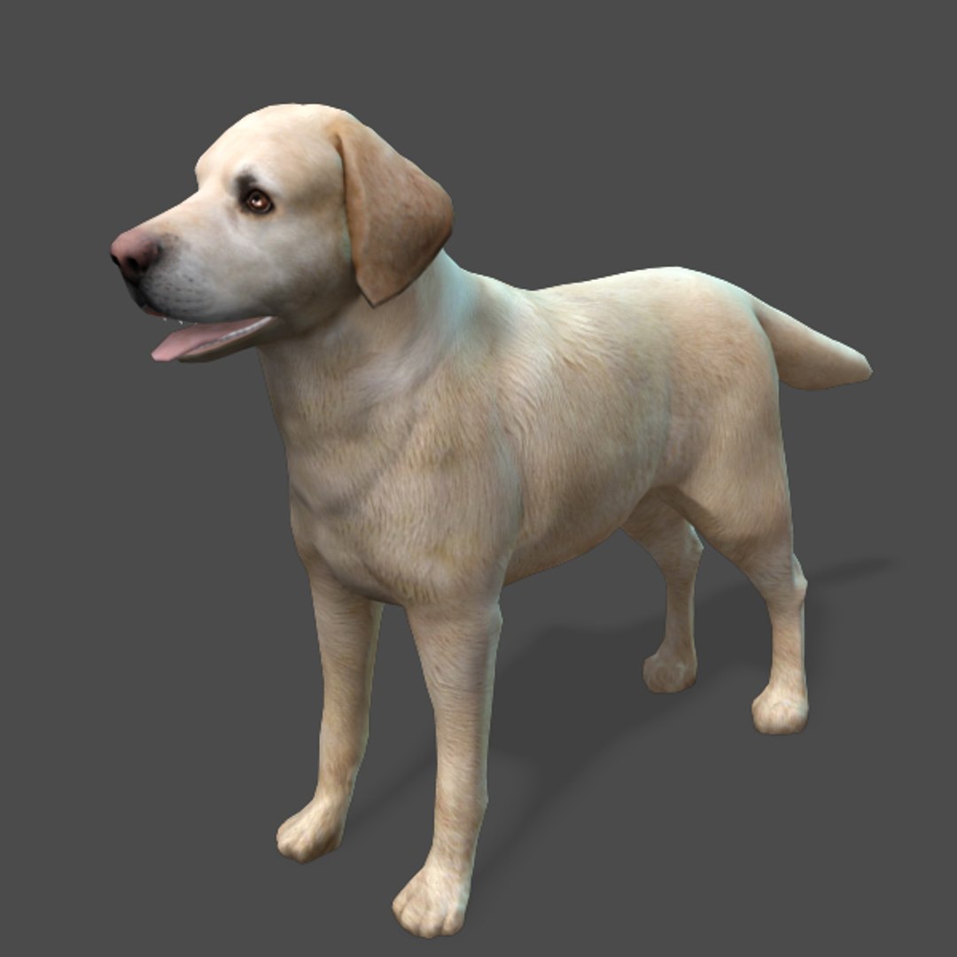 Model S Dog Labrador Yellow