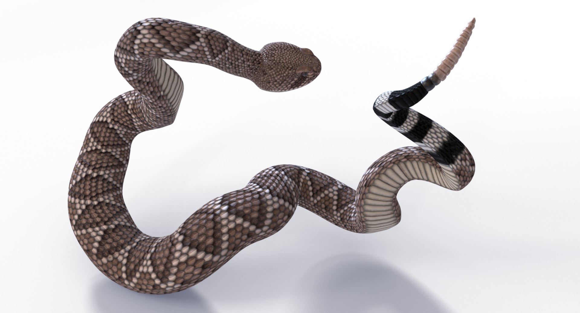 3D Western Diamondback Rattlesnake Reptile - TurboSquid 1392860