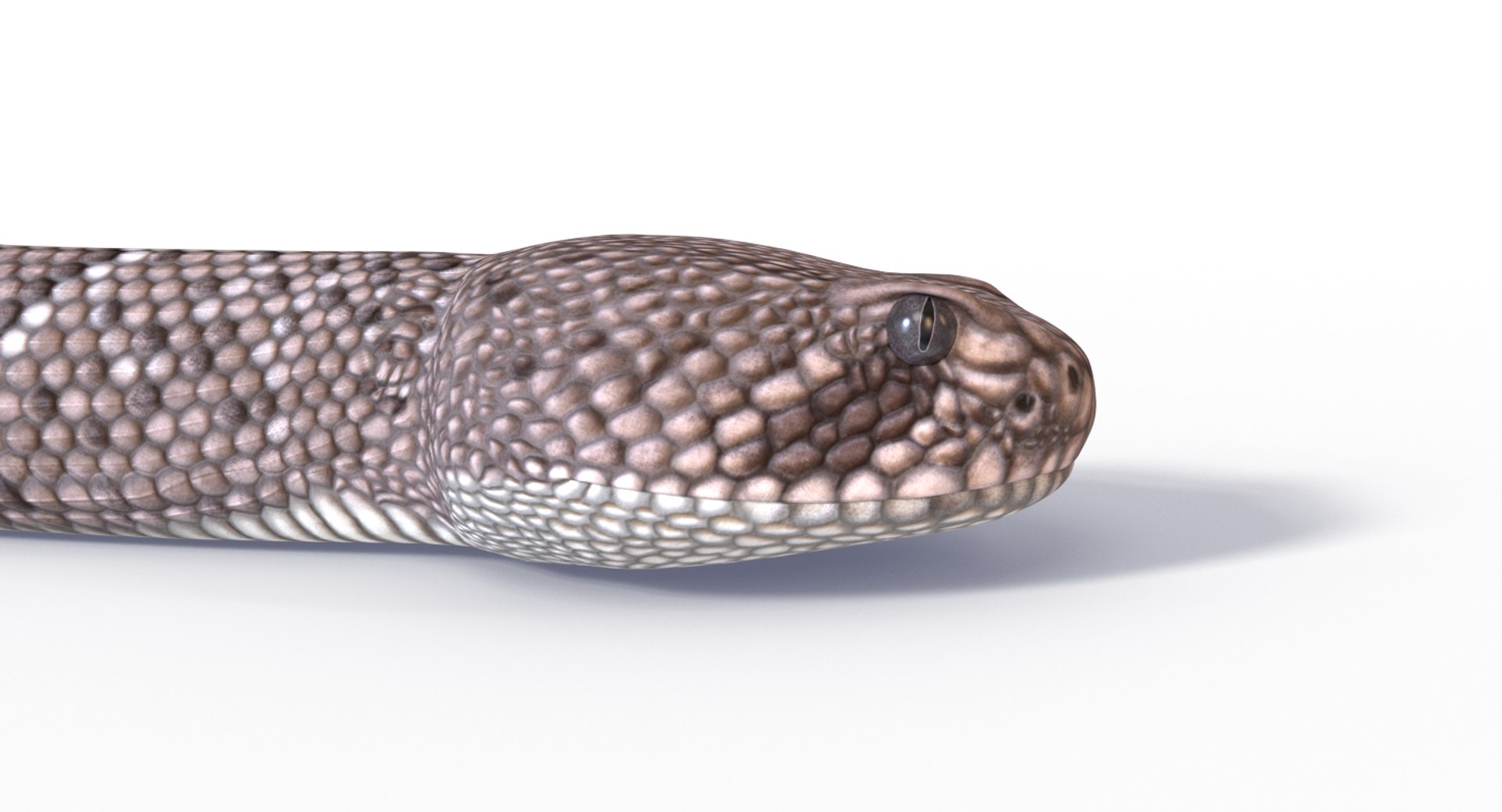 3D Western Diamondback Rattlesnake Reptile - TurboSquid 1392860