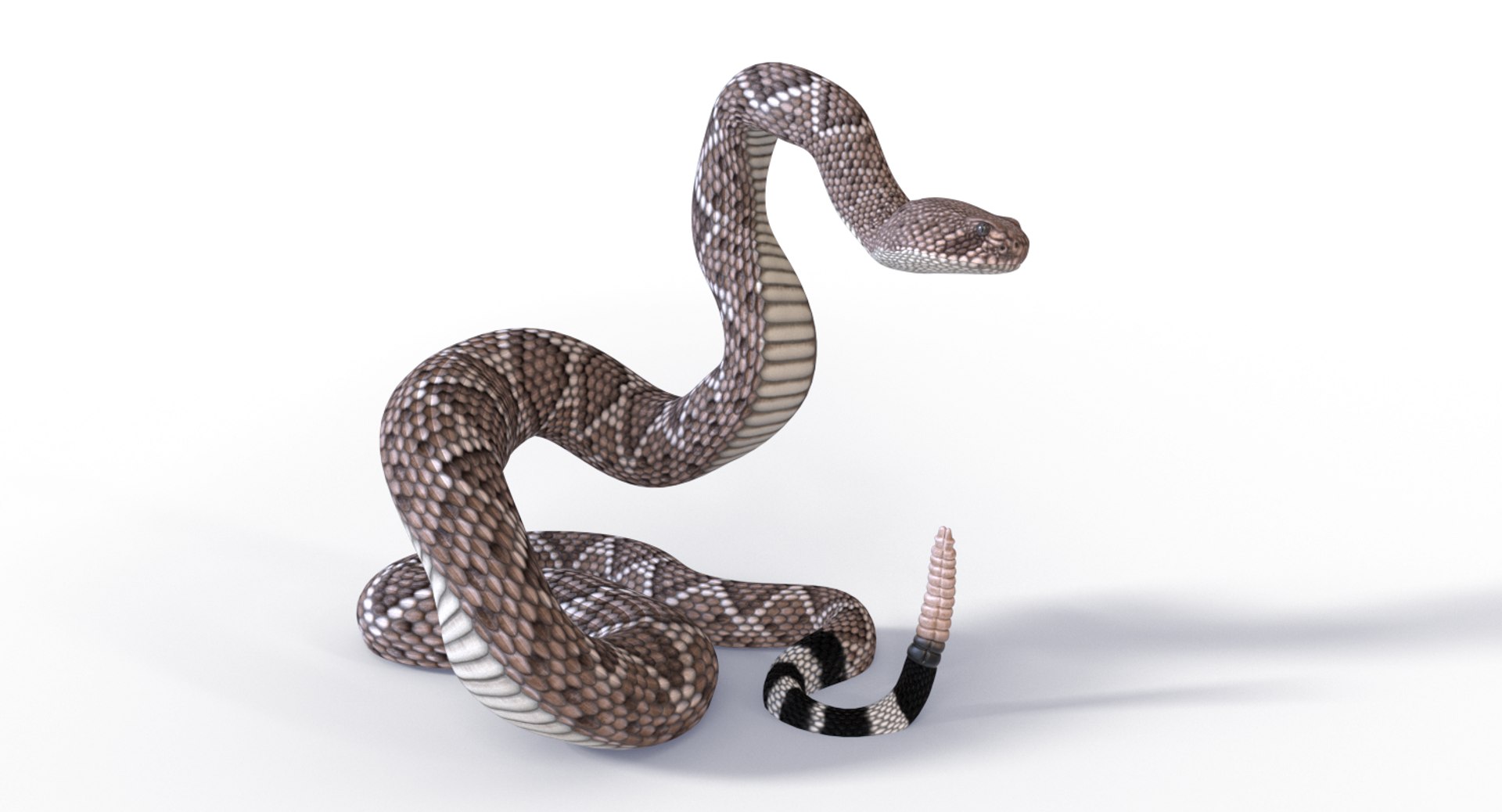 3D Western Diamondback Rattlesnake Reptile - TurboSquid 1392860