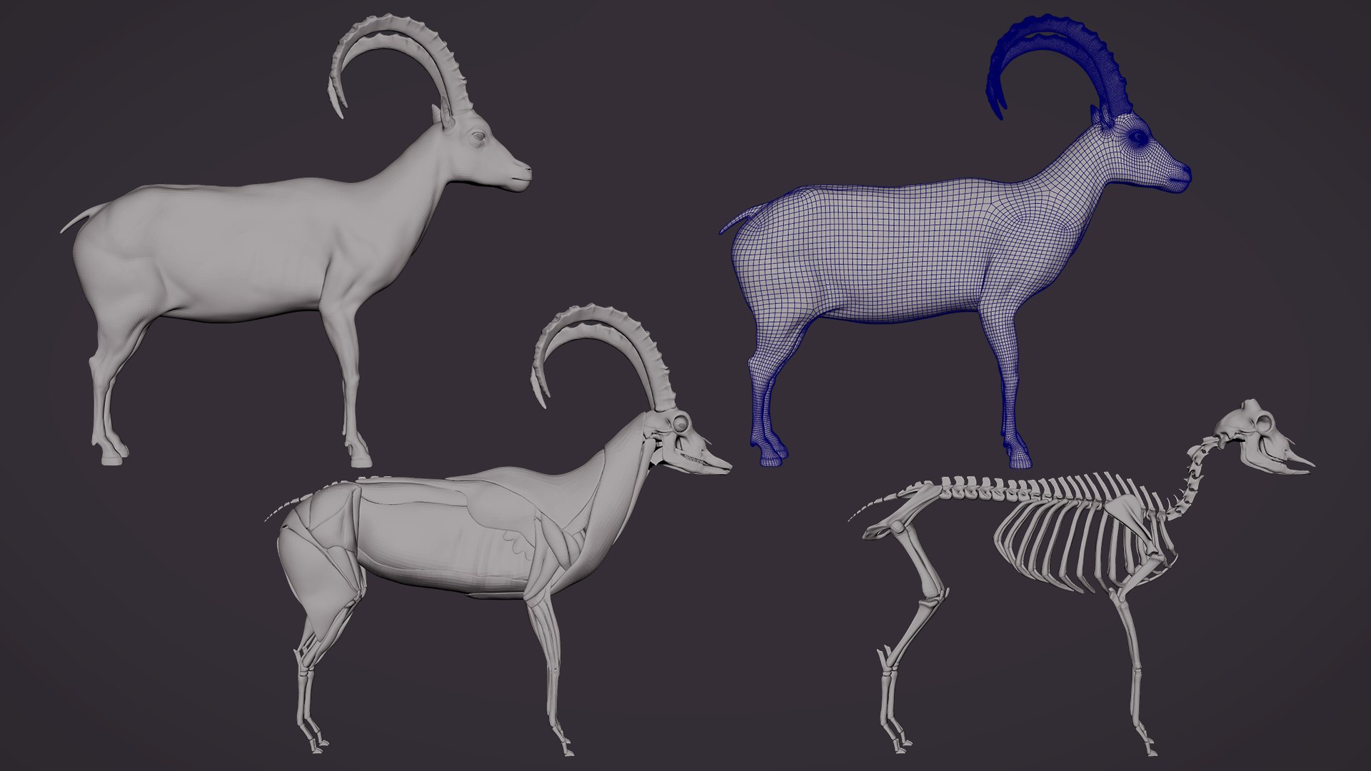 3D IBEX MODEL - VFX READY - TurboSquid 2368428