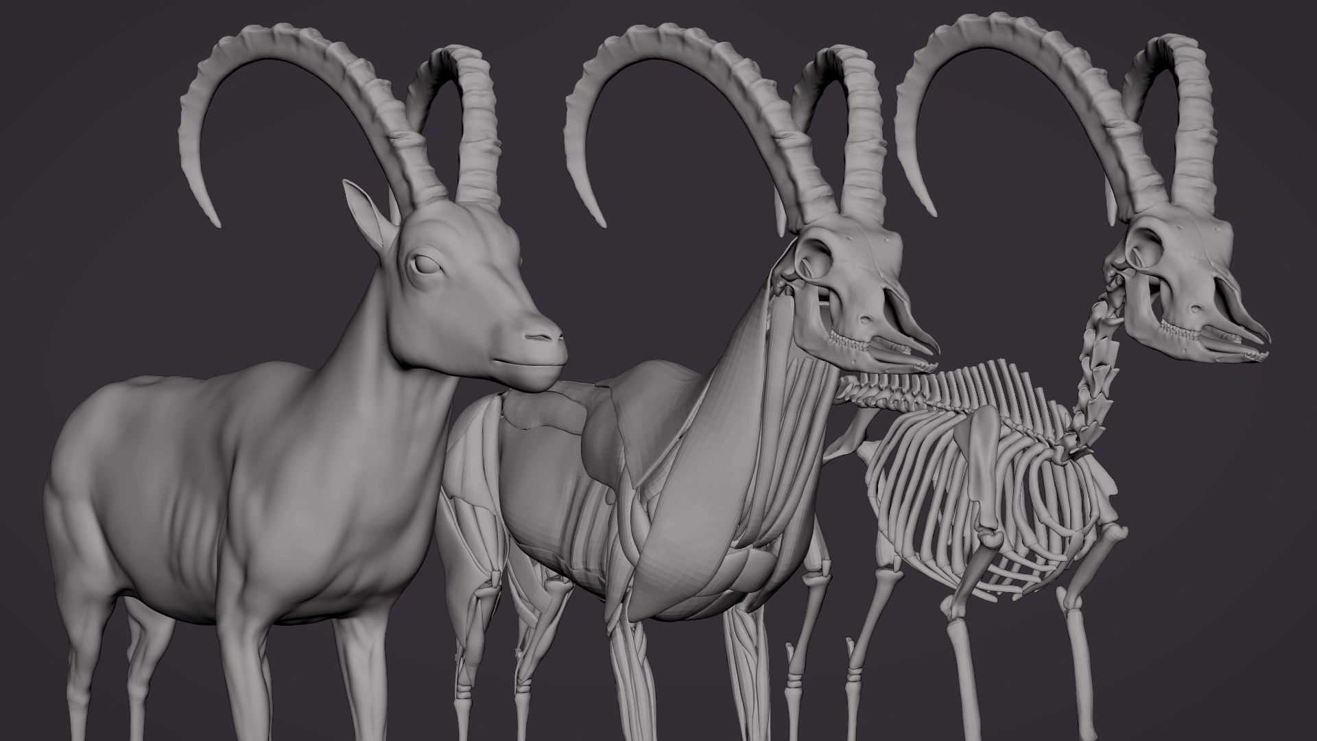 3D IBEX MODEL - VFX READY - TurboSquid 2368428