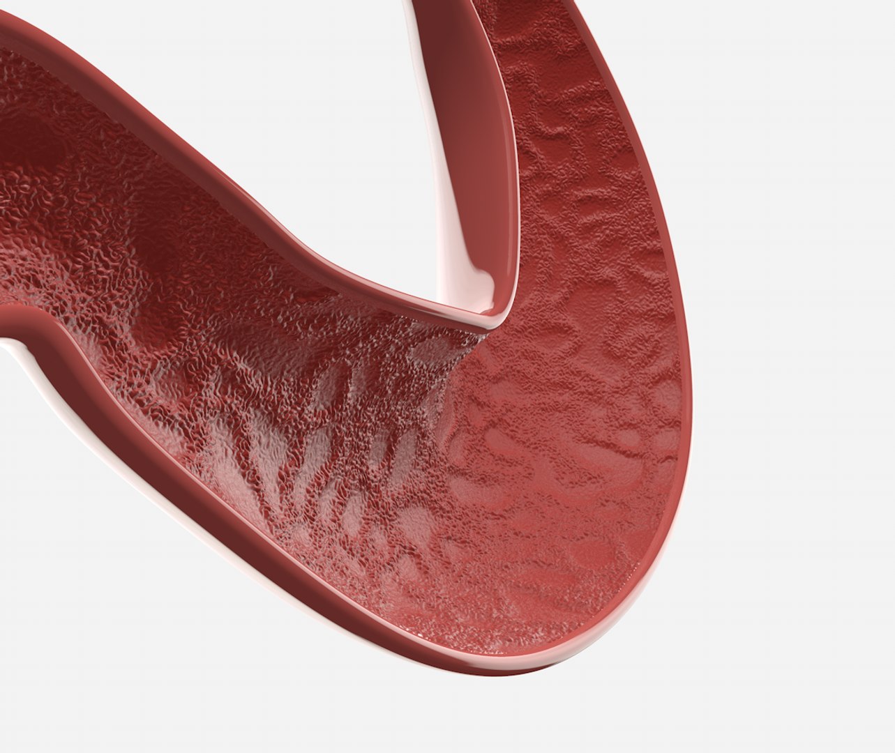 Organs Stomach Science 3D Model - TurboSquid 1467977