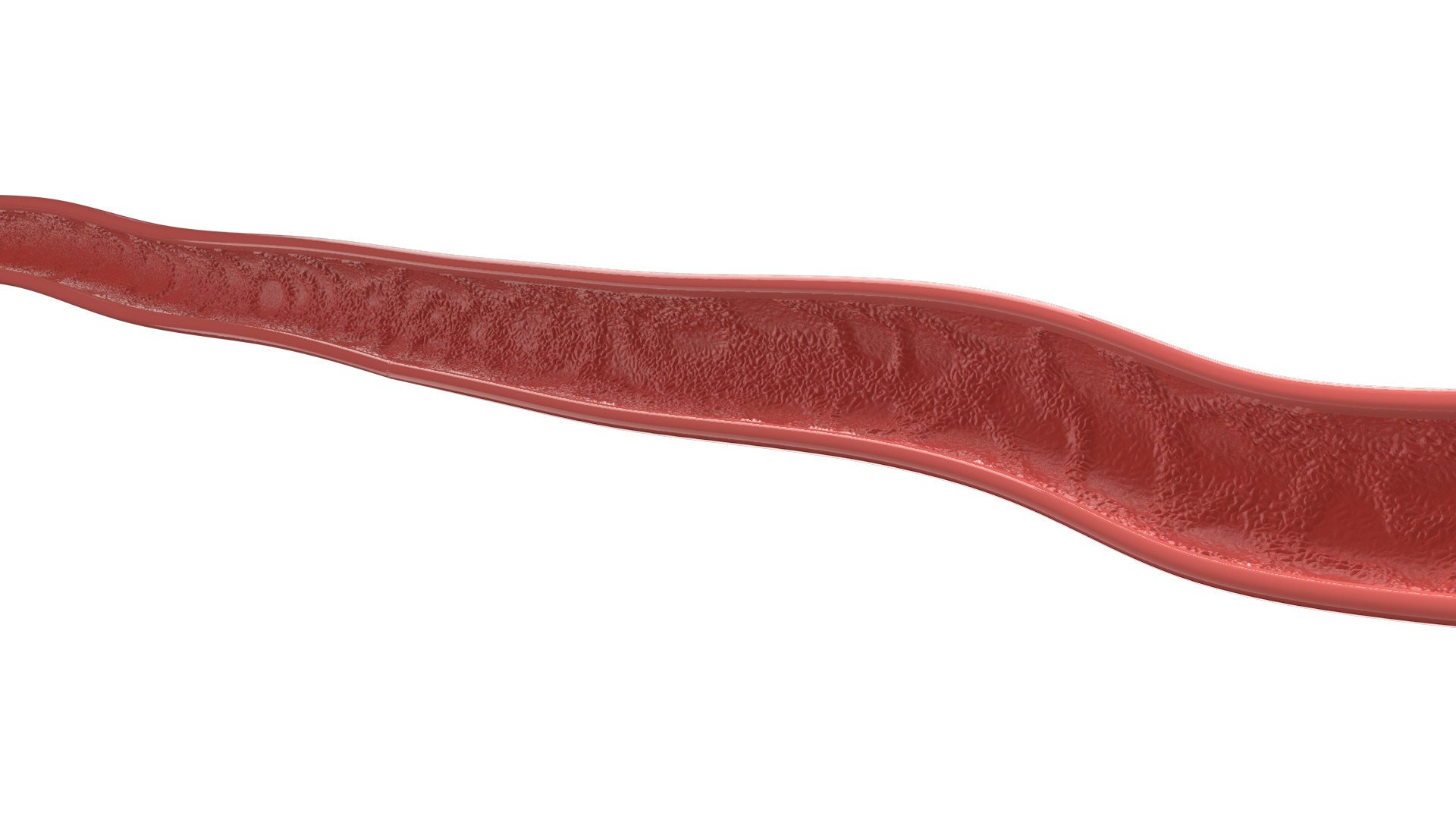 Organs Stomach Science 3D Model - TurboSquid 1467977