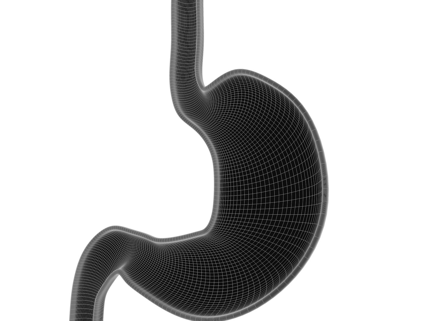 Organs Stomach Science 3D Model - TurboSquid 1467977