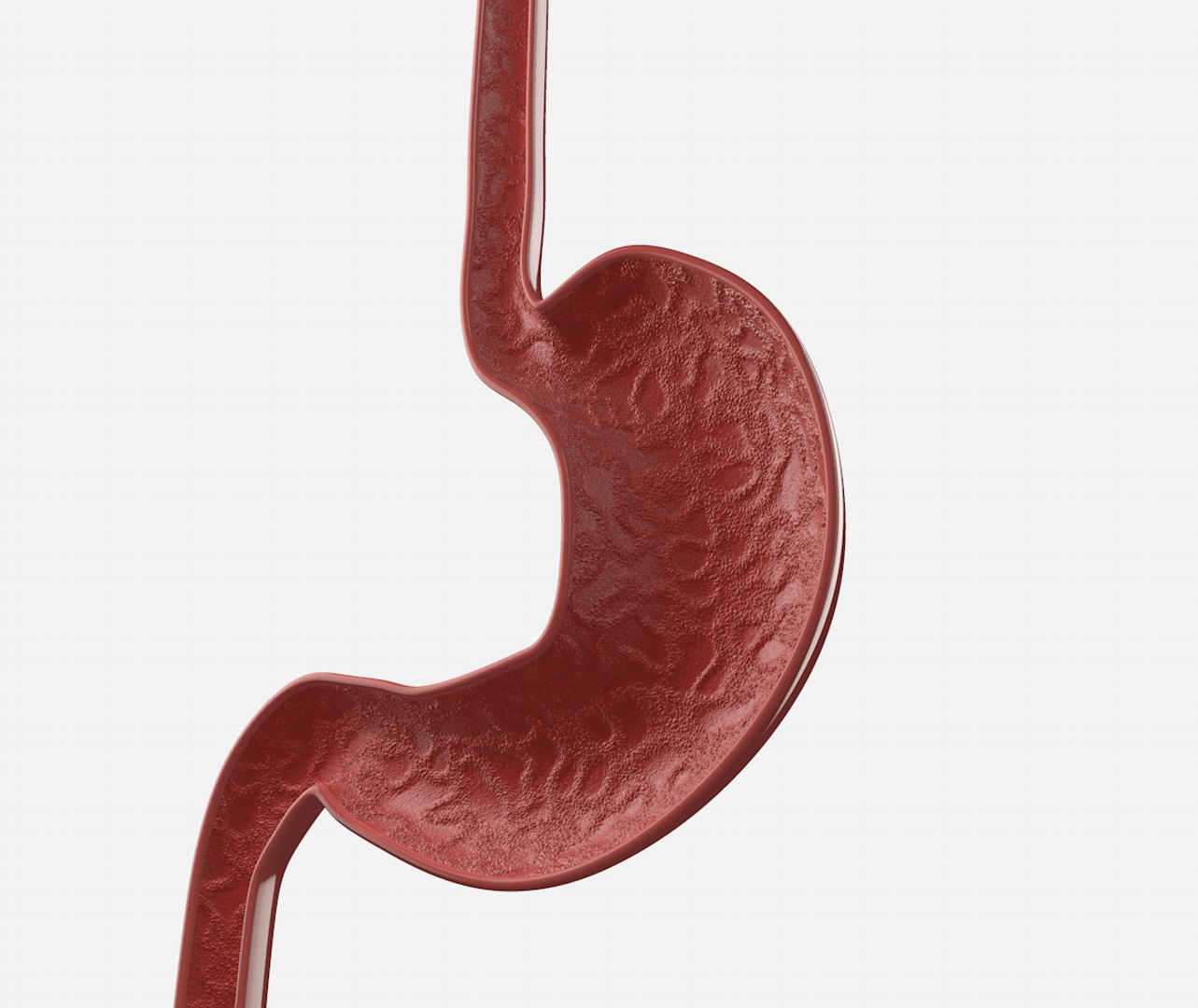 Organs Stomach Science 3D Model - TurboSquid 1467977