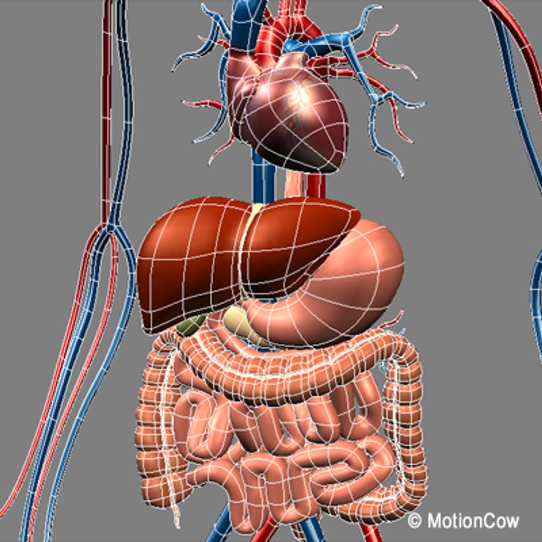 Human Digestive 3d Model
