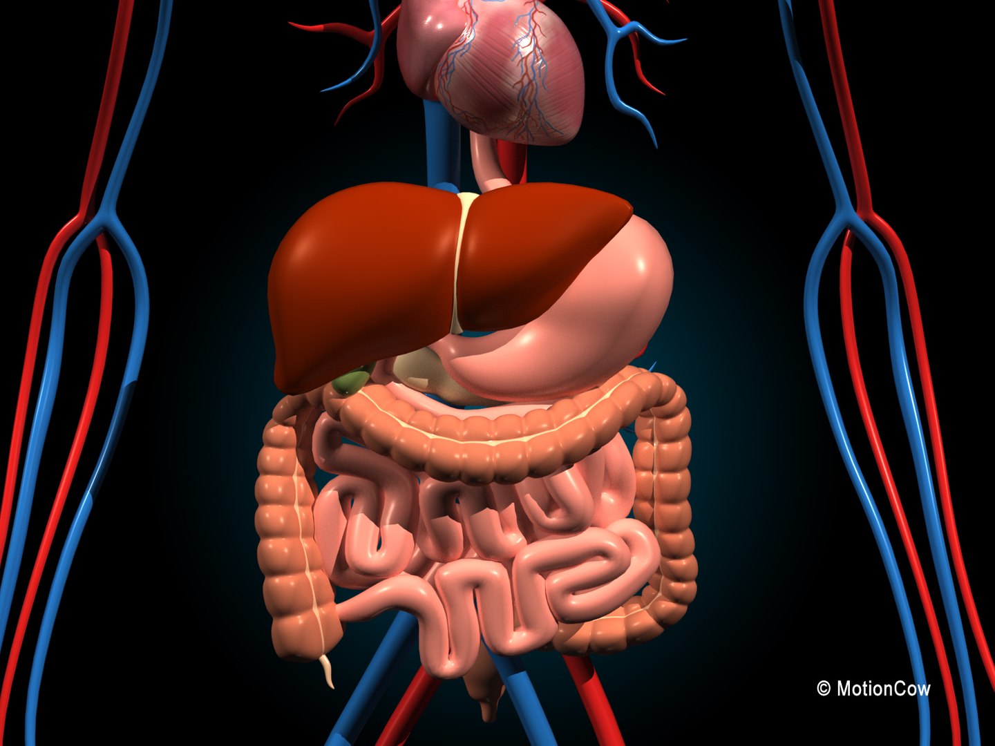 Human Digestive 3d Model