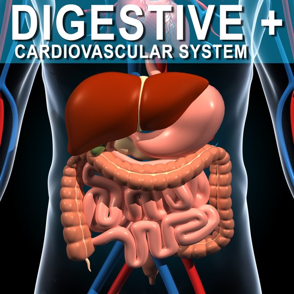 Animated Digestive System 3D Models for Download | TurboSquid