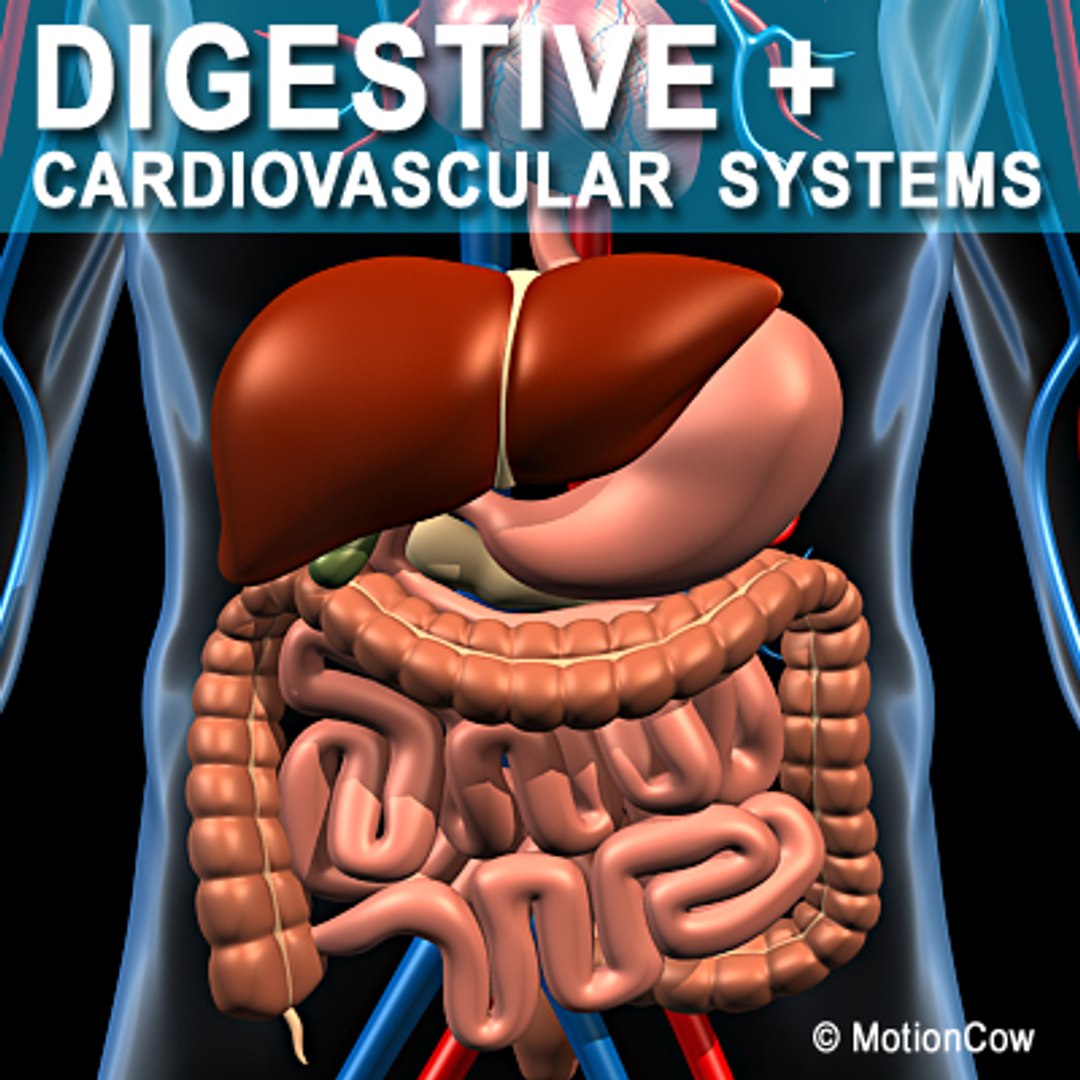 Human Digestive 3d Model