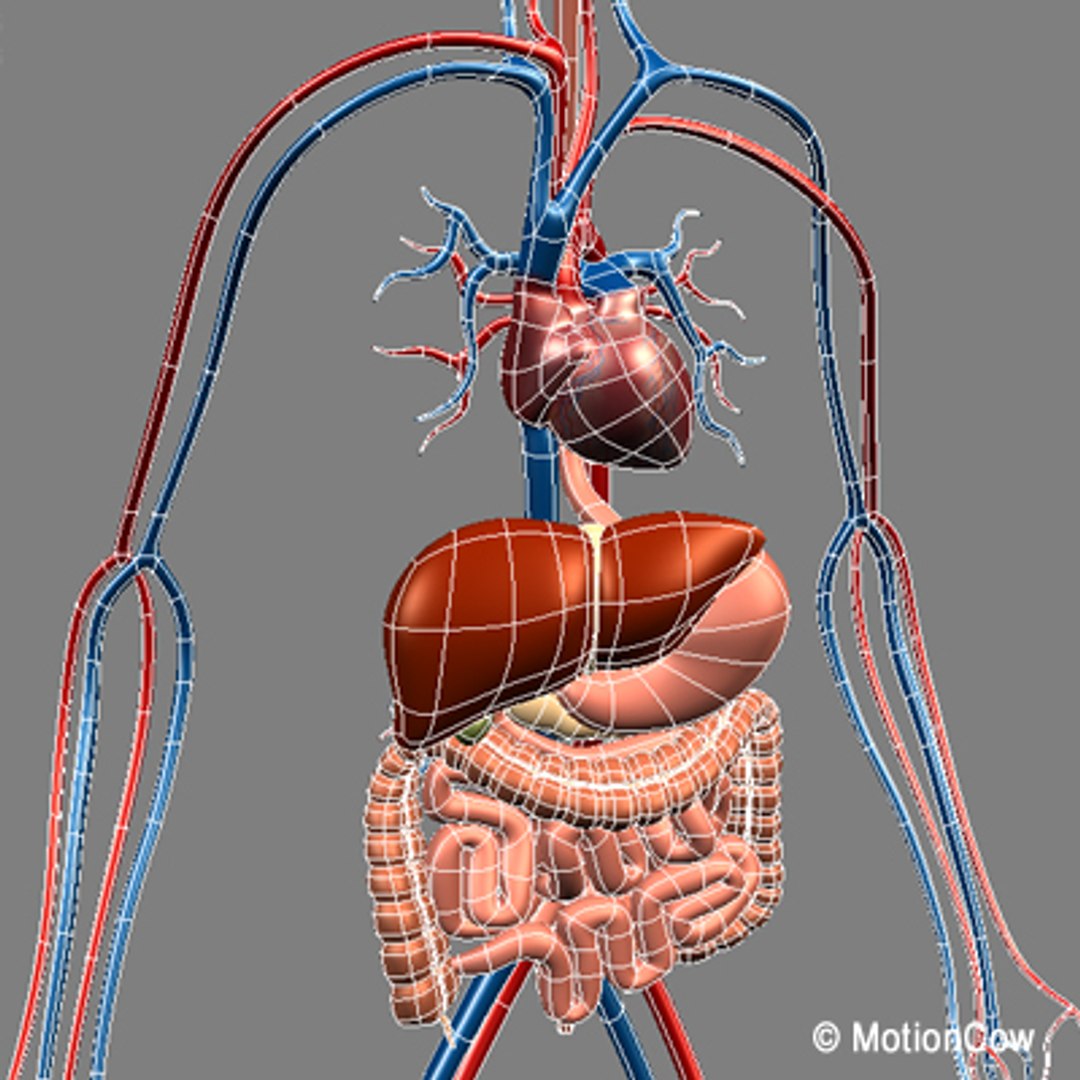 Human Digestive 3d Model