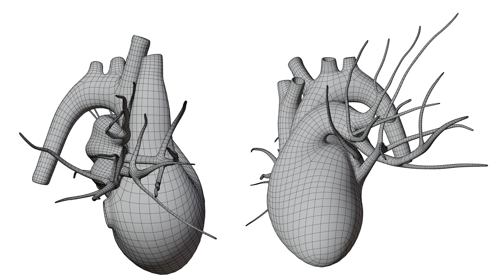 3D Heart model - TurboSquid 2143507