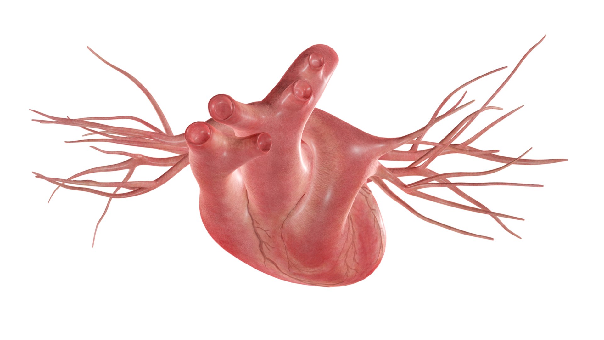 3D Heart Model - TurboSquid 2143507