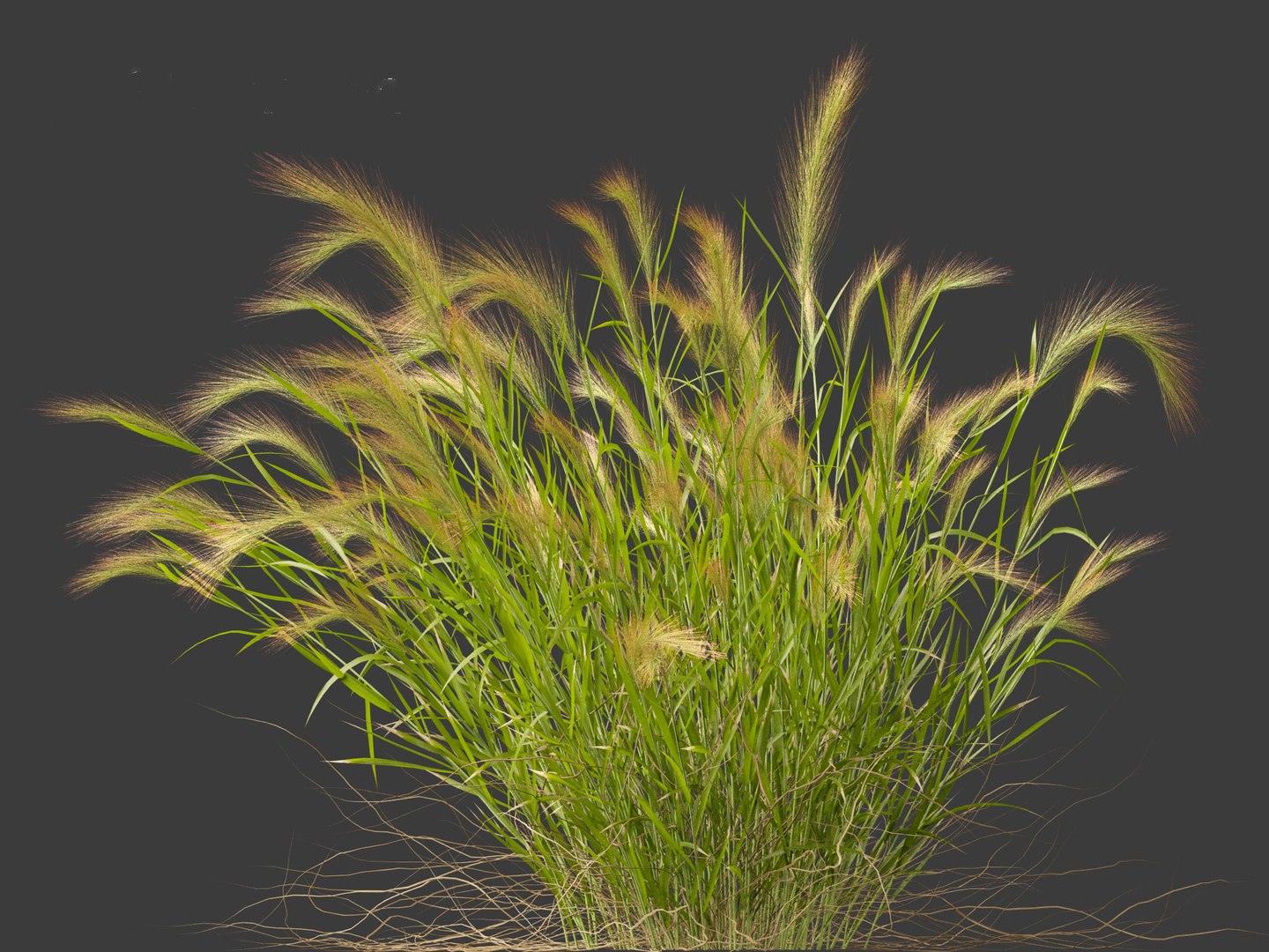 Hordeum jubatum - Foxtail Barley 3D - TurboSquid 2139381