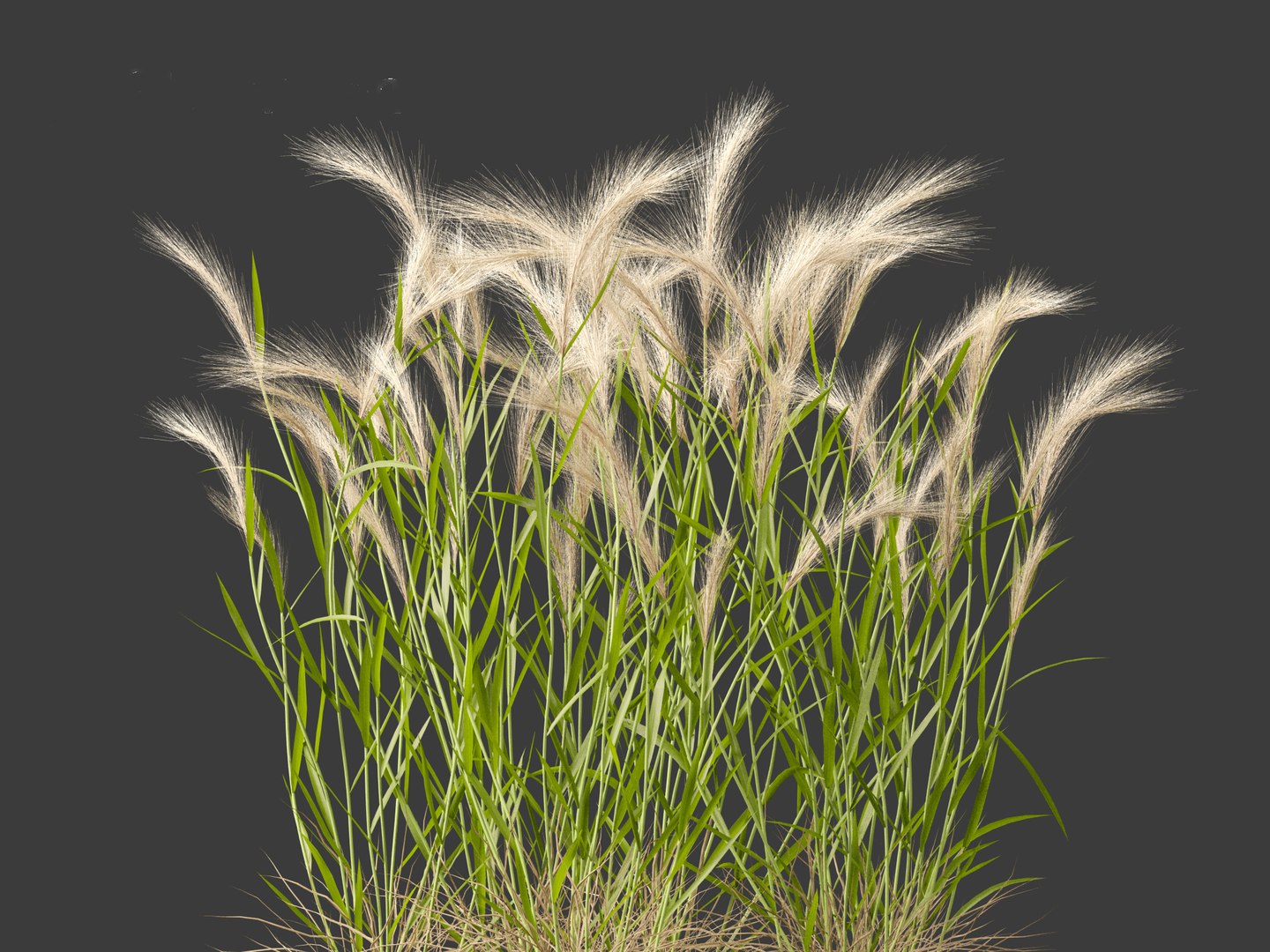 Hordeum jubatum - Foxtail Barley 3D - TurboSquid 2139381