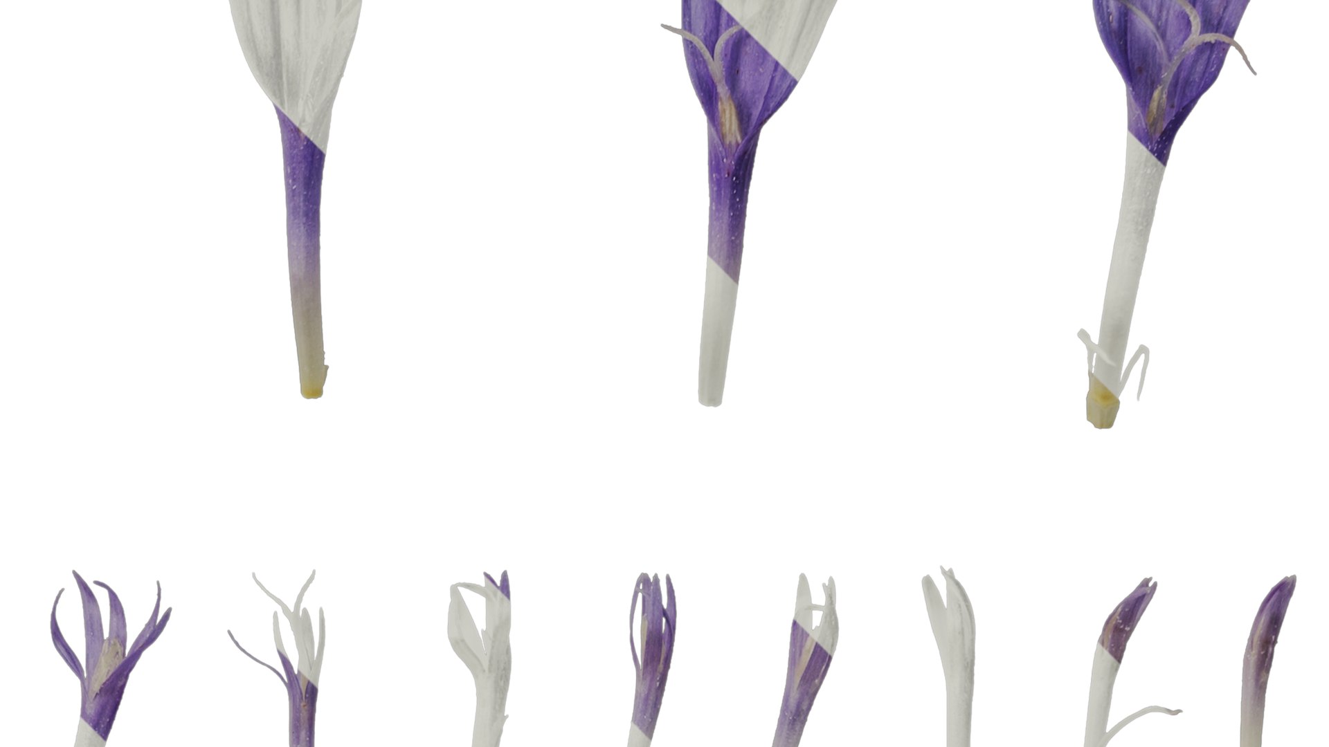 Anydrafts Centaurea Cyanus Blue Diadem Flower 01 Textures 3D Model ...