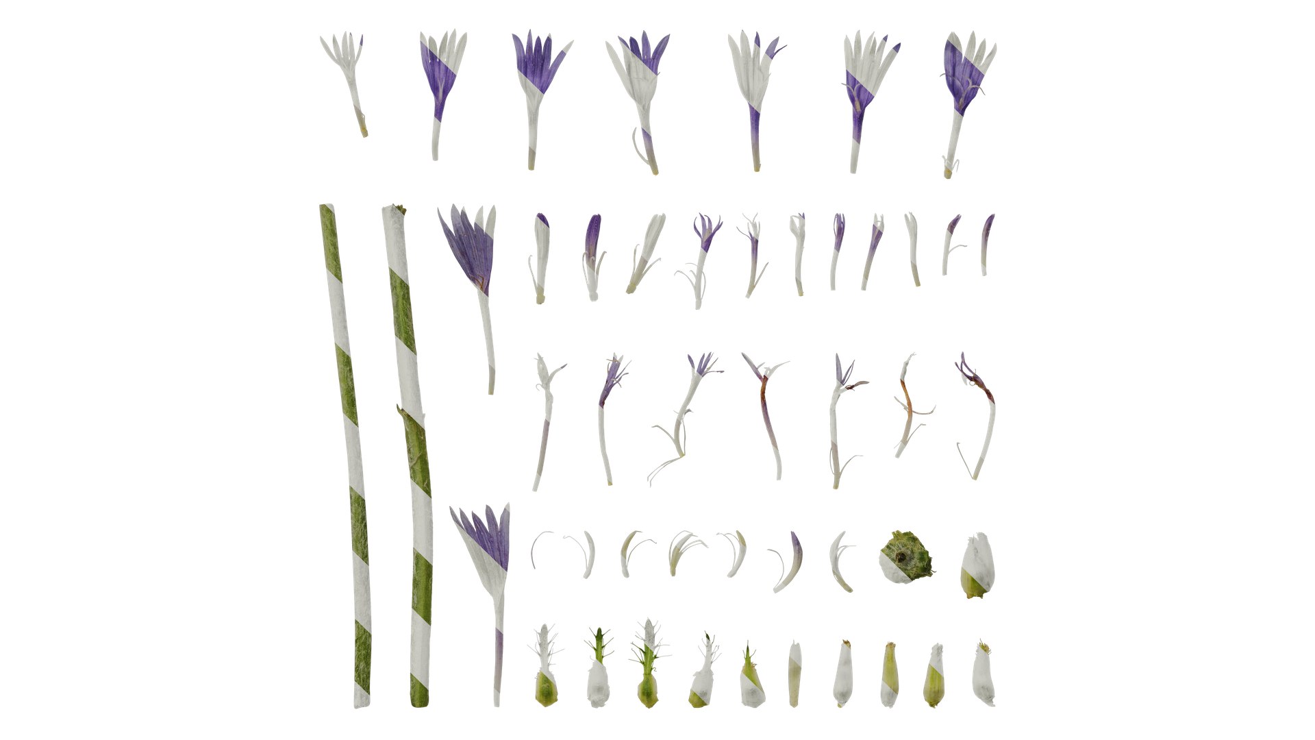 Anydrafts Centaurea Cyanus Blue Diadem Flower 01 Textures 3D Model ...