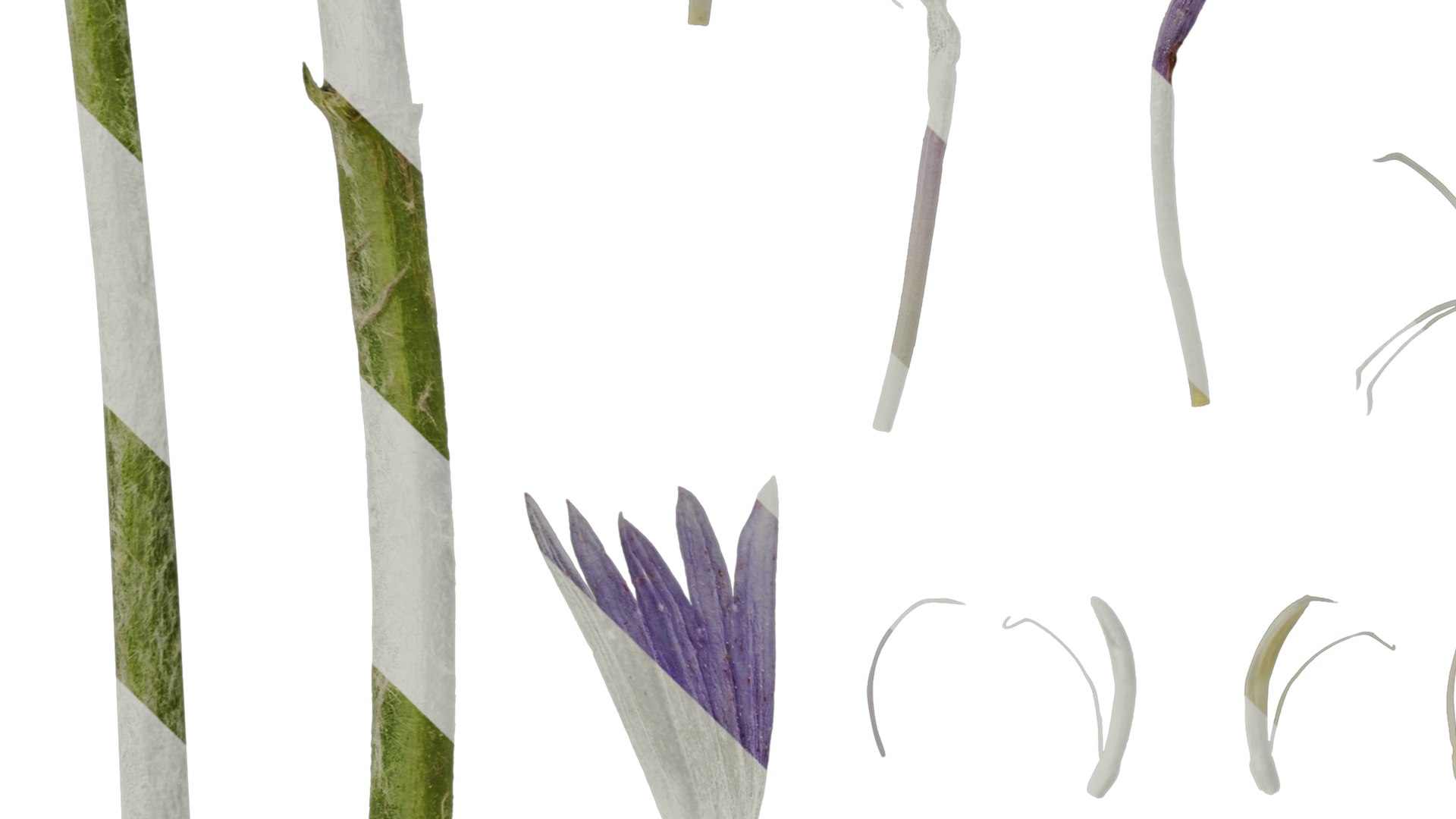 Anydrafts Centaurea Cyanus Blue Diadem Flower 01 Textures 3D Model ...