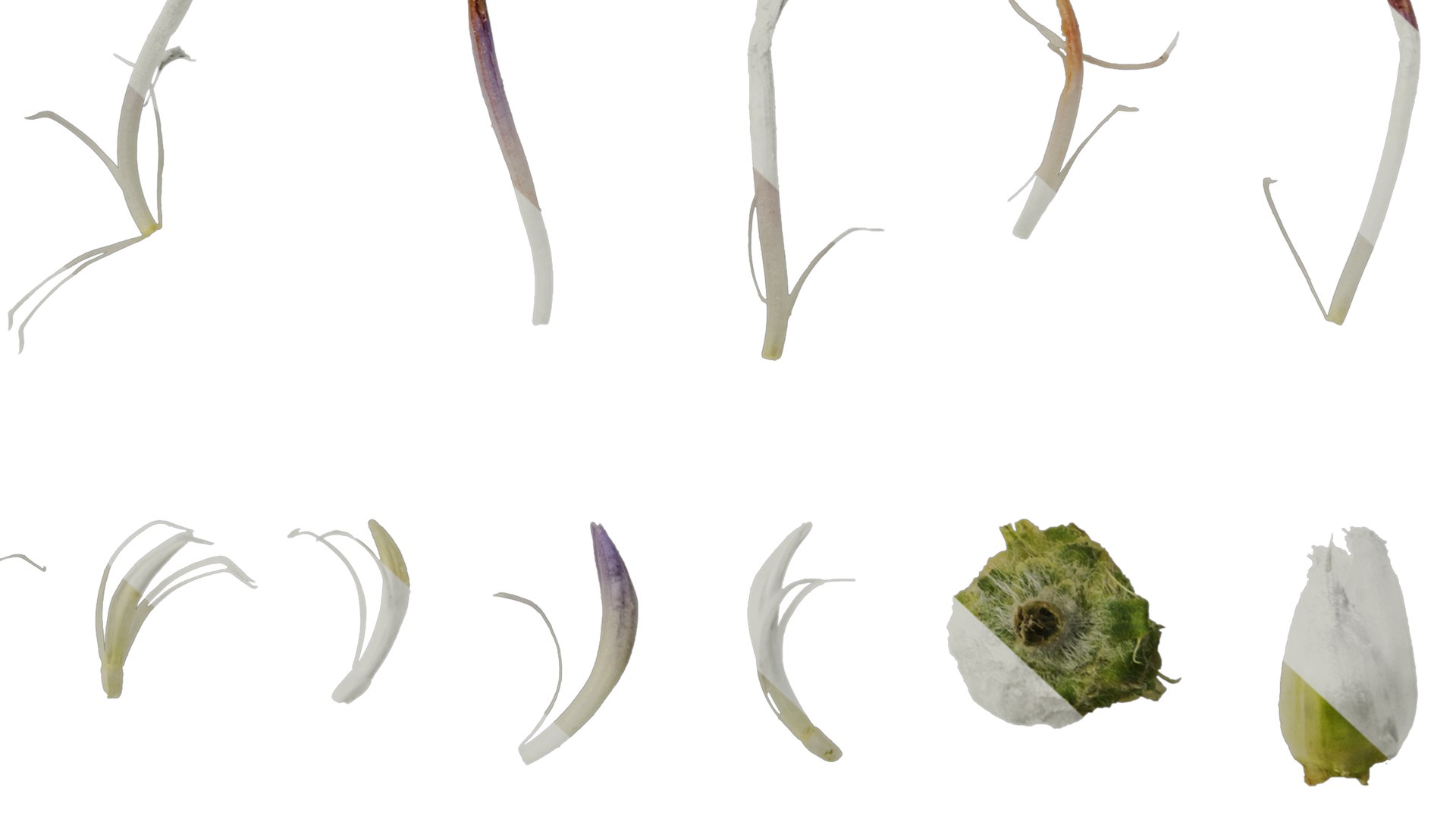 Anydrafts Centaurea Cyanus Blue Diadem Flower 01 Textures 3D Model ...