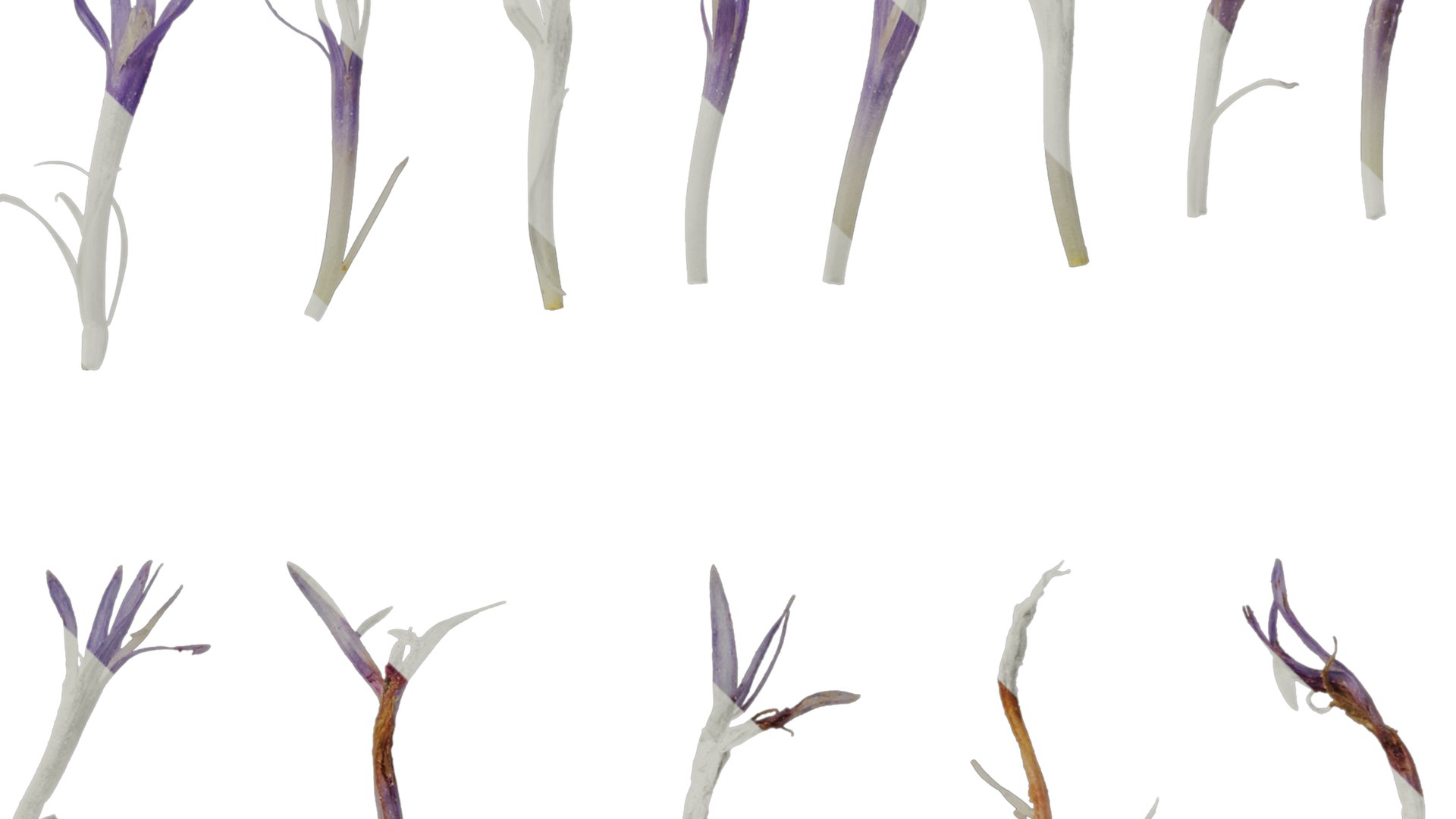 Anydrafts Centaurea Cyanus Blue Diadem Flower 01 Textures 3D Model ...