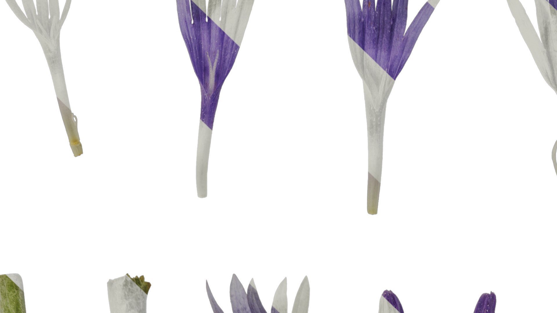 Anydrafts Centaurea Cyanus Blue Diadem Flower 01 Textures 3D Model ...