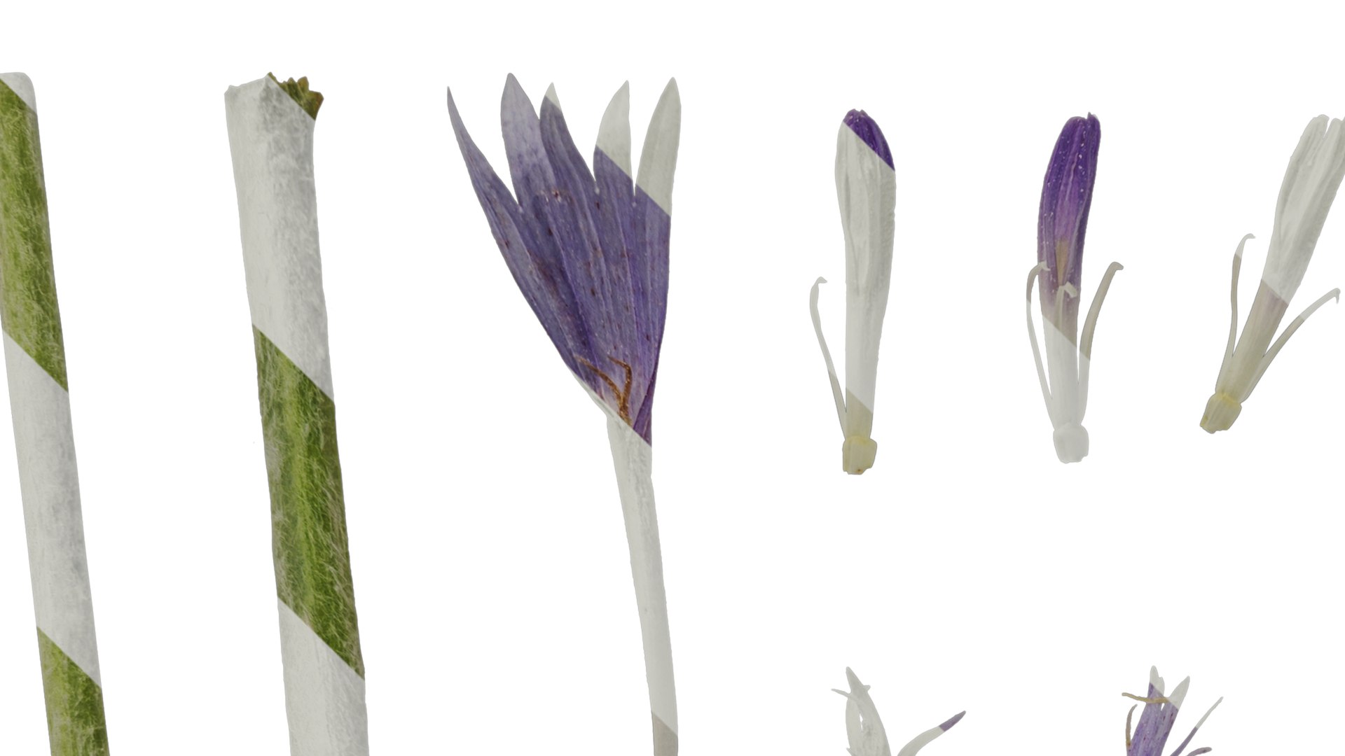 Anydrafts Centaurea Cyanus Blue Diadem Flower 01 Textures 3D Model ...