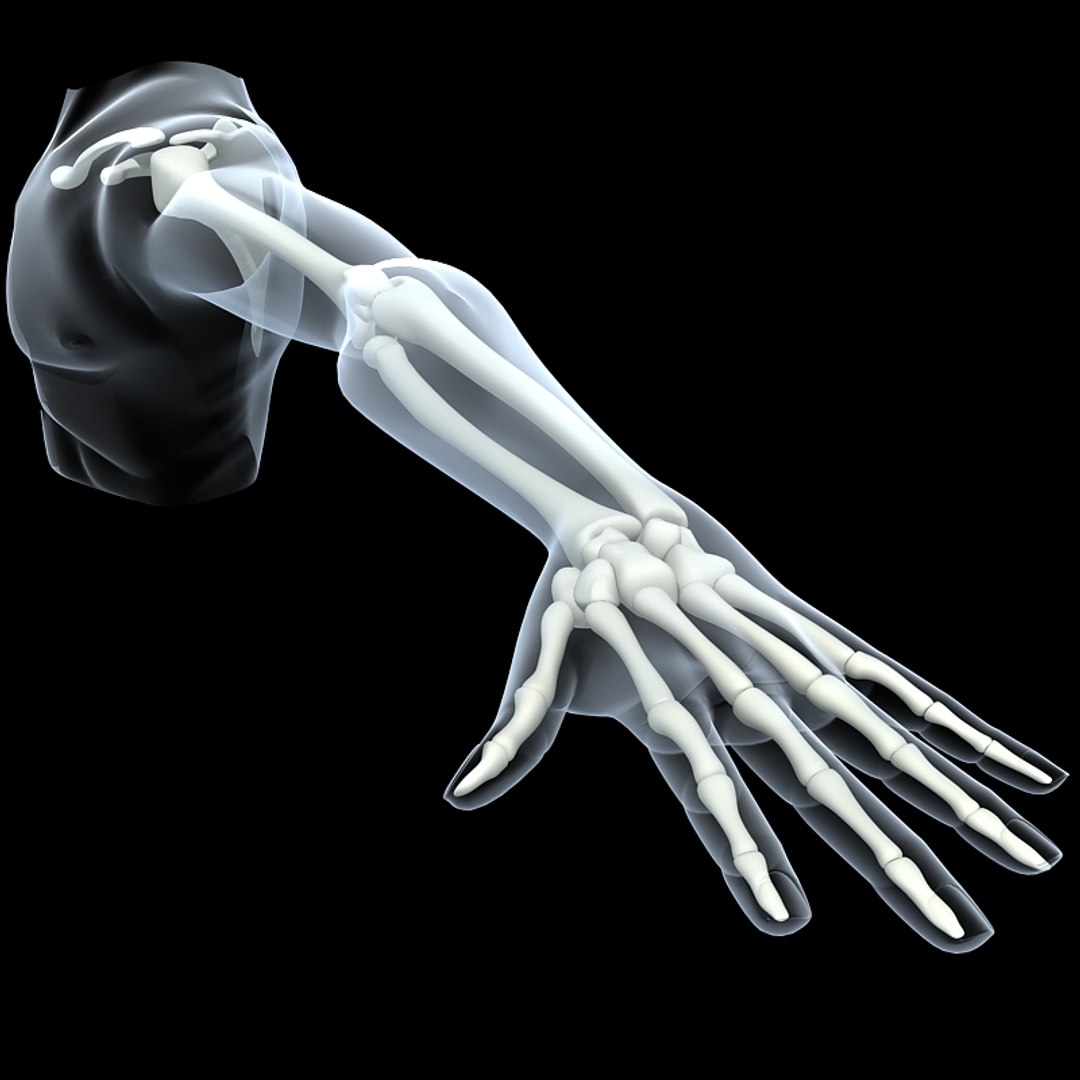 Max Skeleton Upper Limb