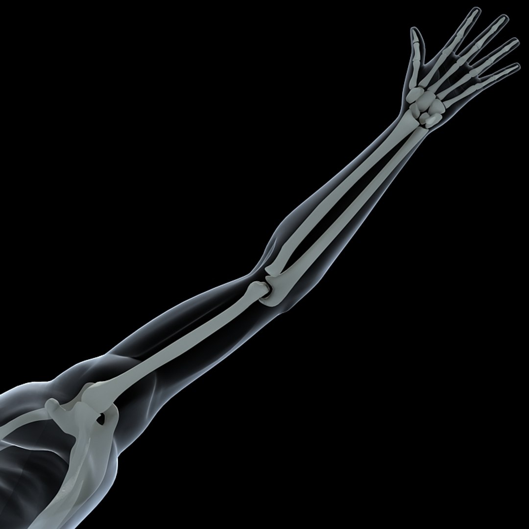 Max Skeleton Upper Limb