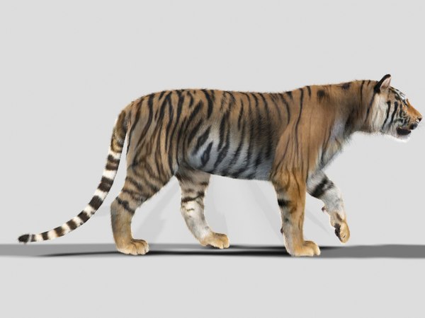 3d professional cgi tiger fur model