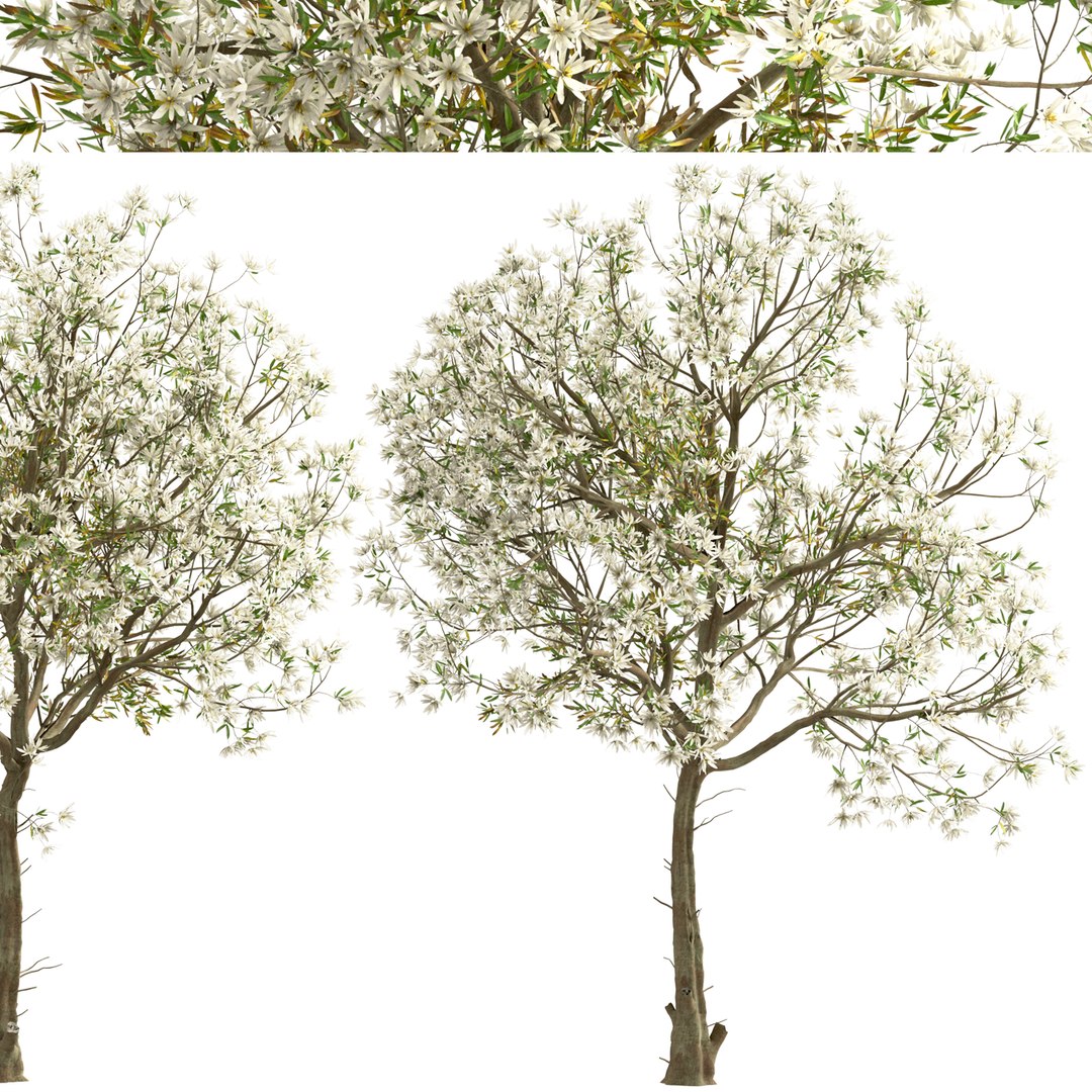 3D Set Of Royal Star Magnolia Or Magnolia Stellata Tree - 2 Trees - TurboSquid 1998388