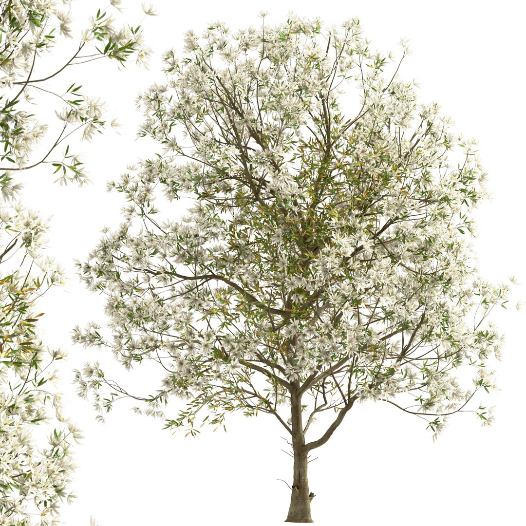 3D Set Of Royal Star Magnolia Or Magnolia Stellata Tree - 2 Trees ...