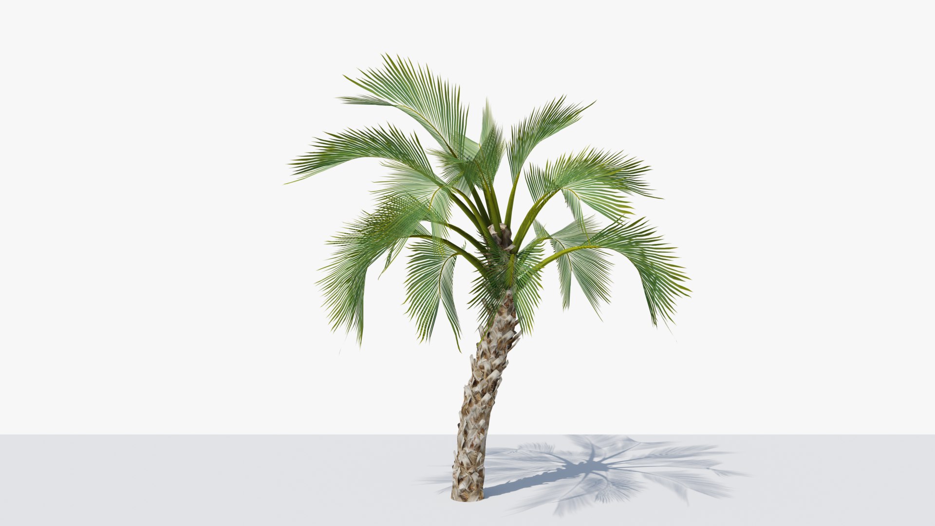 Howea Forsteriana Curly Palm 3D - TurboSquid 2041233