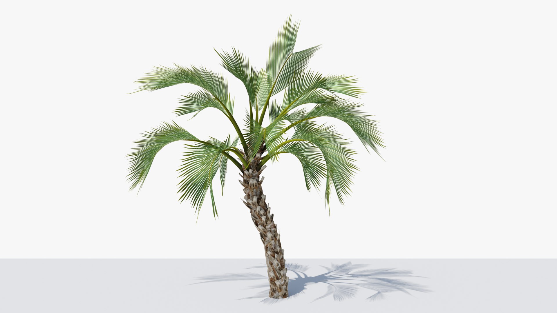 Howea Forsteriana Curly Palm 3D - TurboSquid 2041233