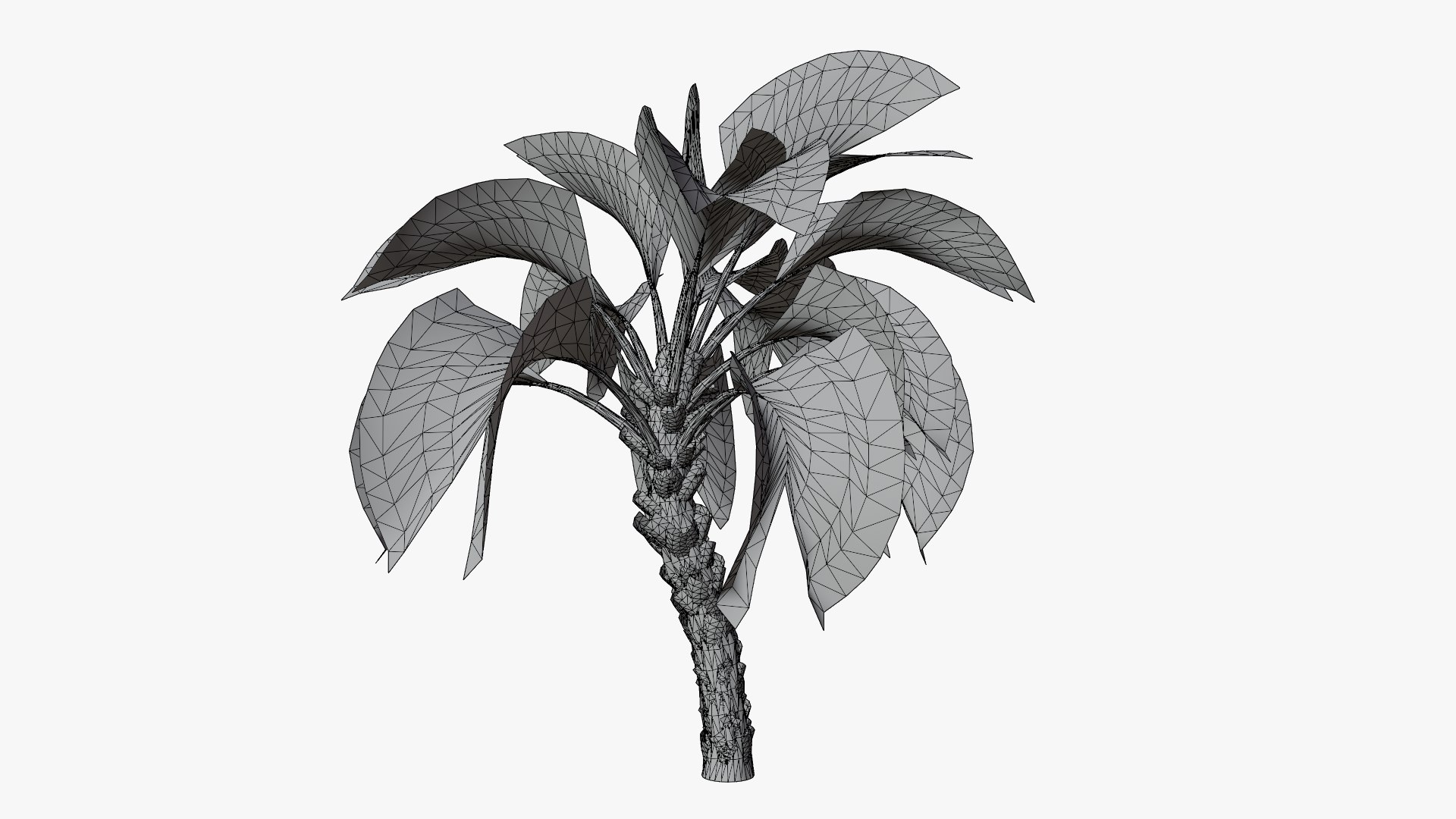 Howea Forsteriana Curly Palm 3D - TurboSquid 2041233
