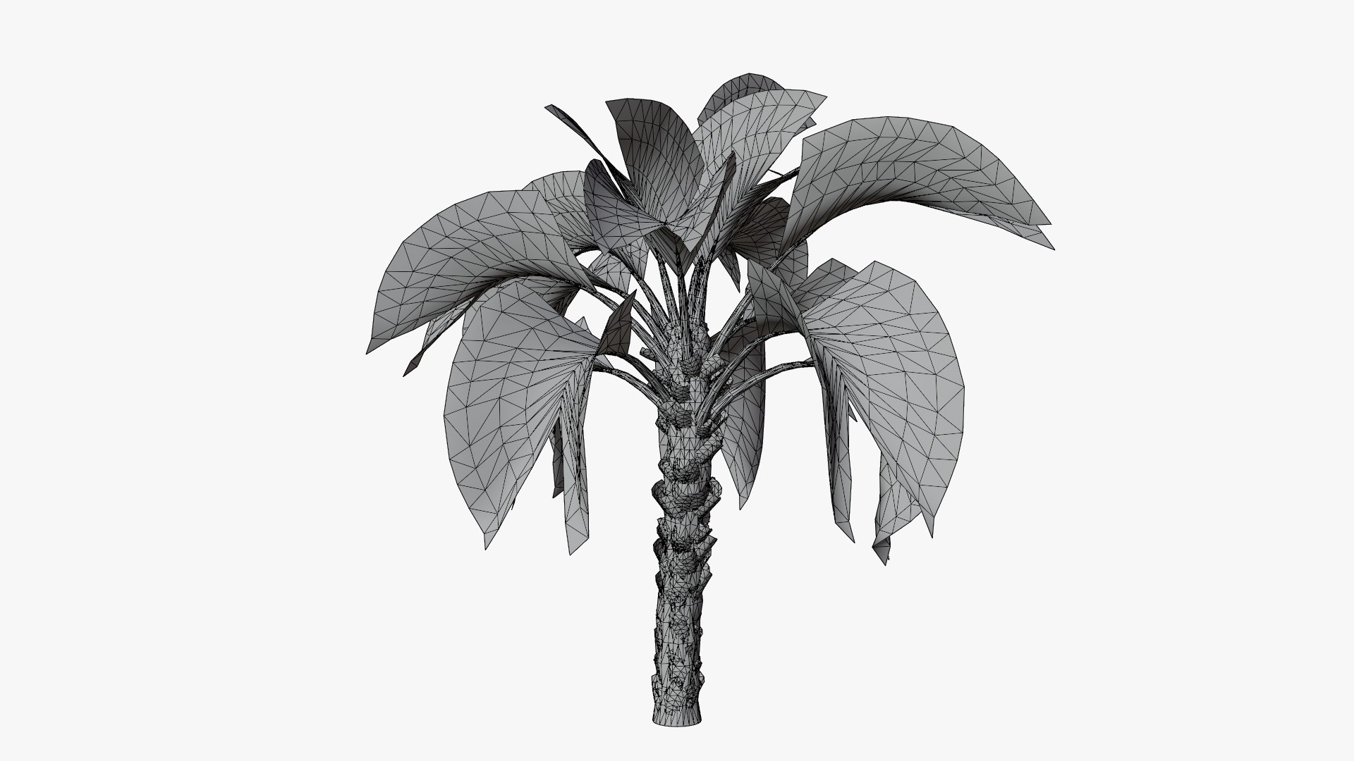 Howea Forsteriana Curly Palm 3D - TurboSquid 2041233