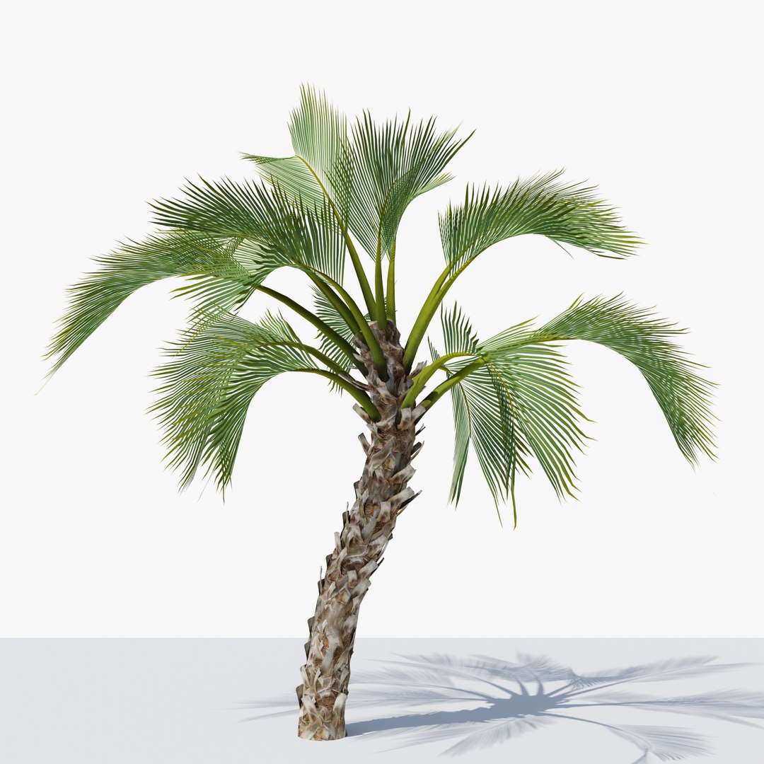 Howea Forsteriana Curly Palm 3D - TurboSquid 2041233
