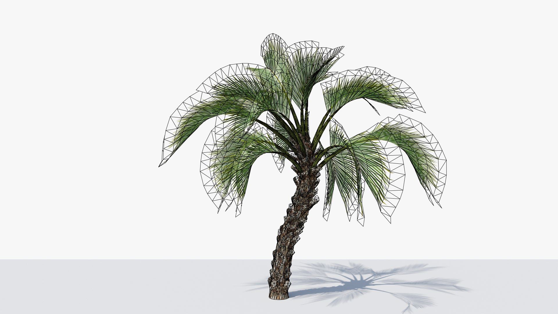 Howea Forsteriana Curly Palm 3D - TurboSquid 2041233