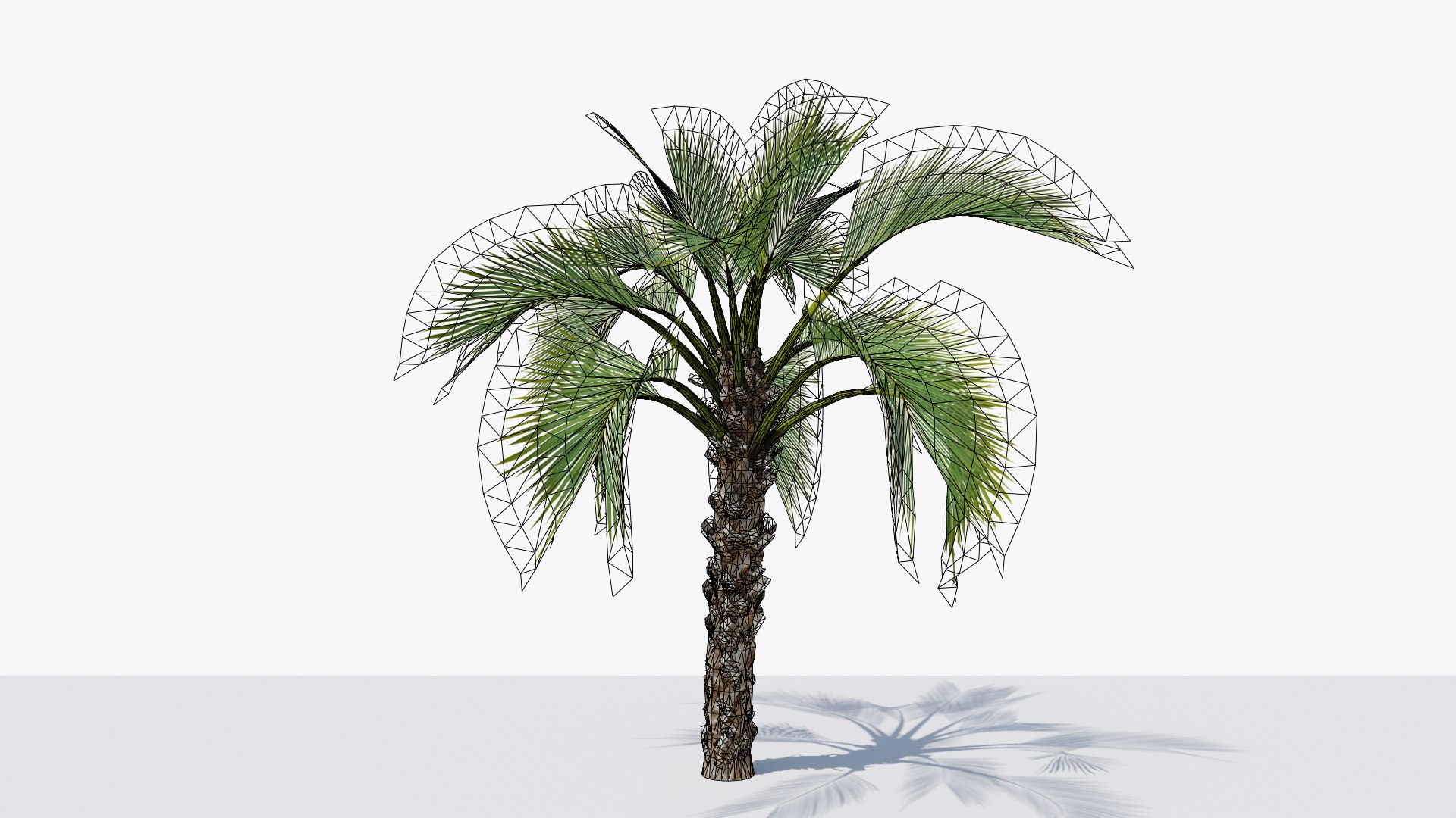 Howea Forsteriana Curly Palm 3D - TurboSquid 2041233