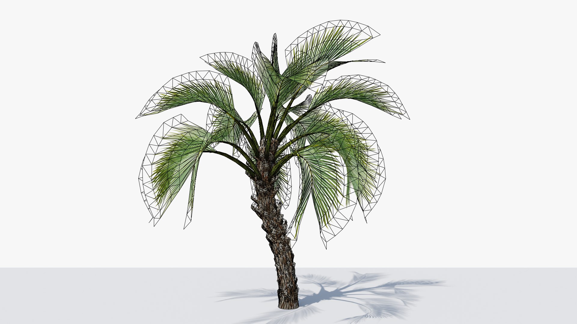 Howea Forsteriana Curly Palm 3D - TurboSquid 2041233