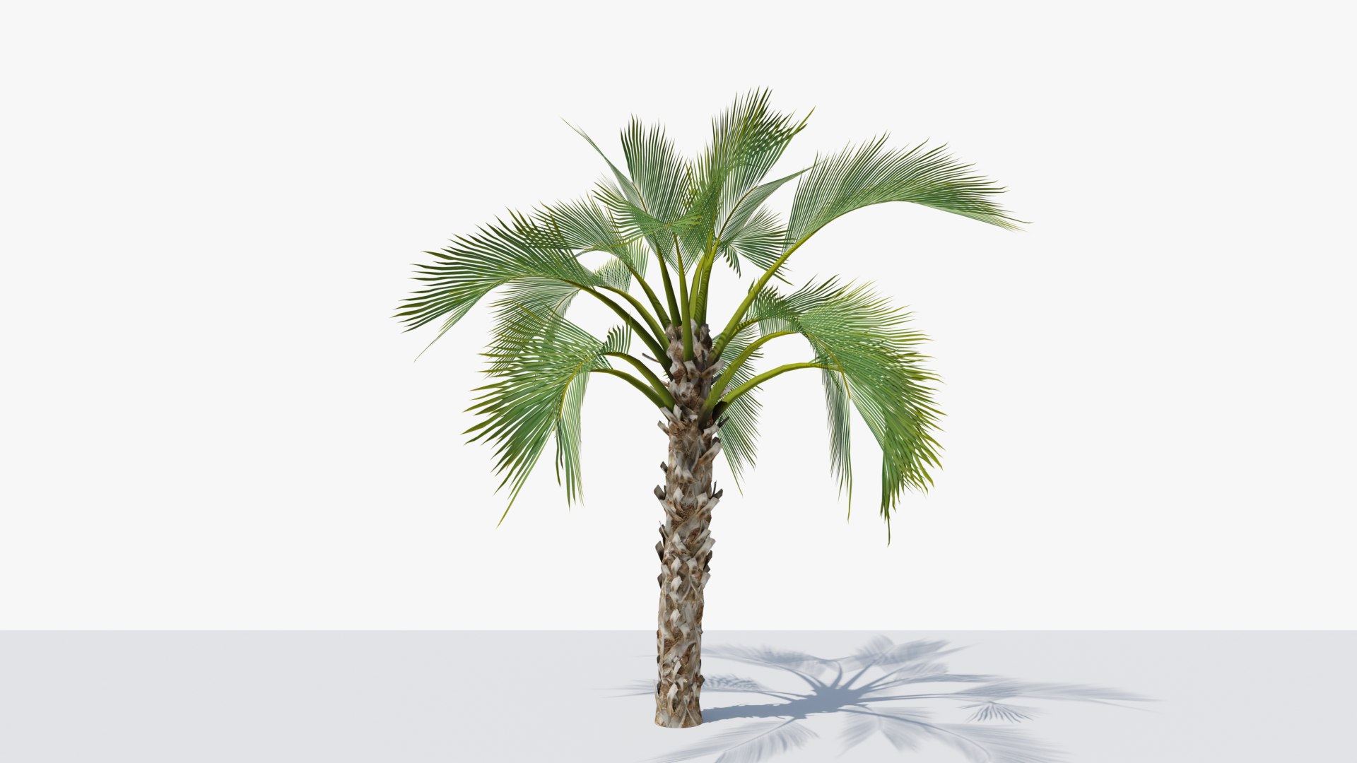 Howea Forsteriana Curly Palm 3D - TurboSquid 2041233