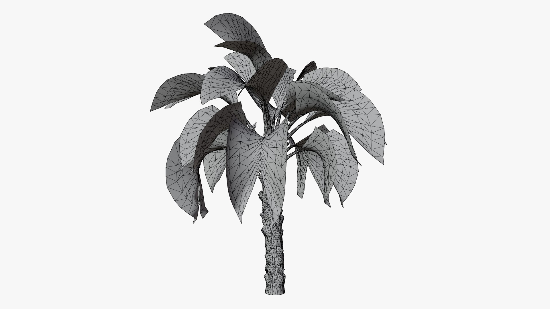 Howea Forsteriana Curly Palm 3D - TurboSquid 2041233