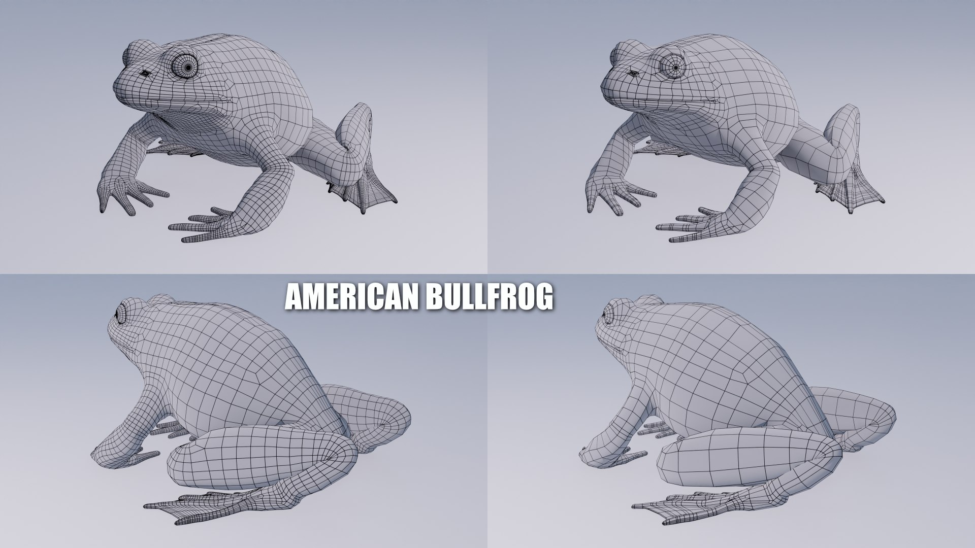 American Bullfrog - Animated 3D model - TurboSquid 1767297