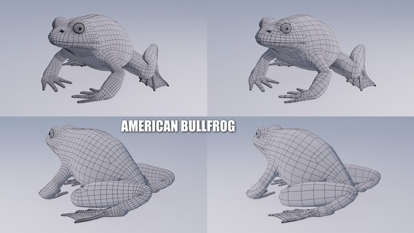 American Bullfrog - Animated 3D model - TurboSquid 1767297