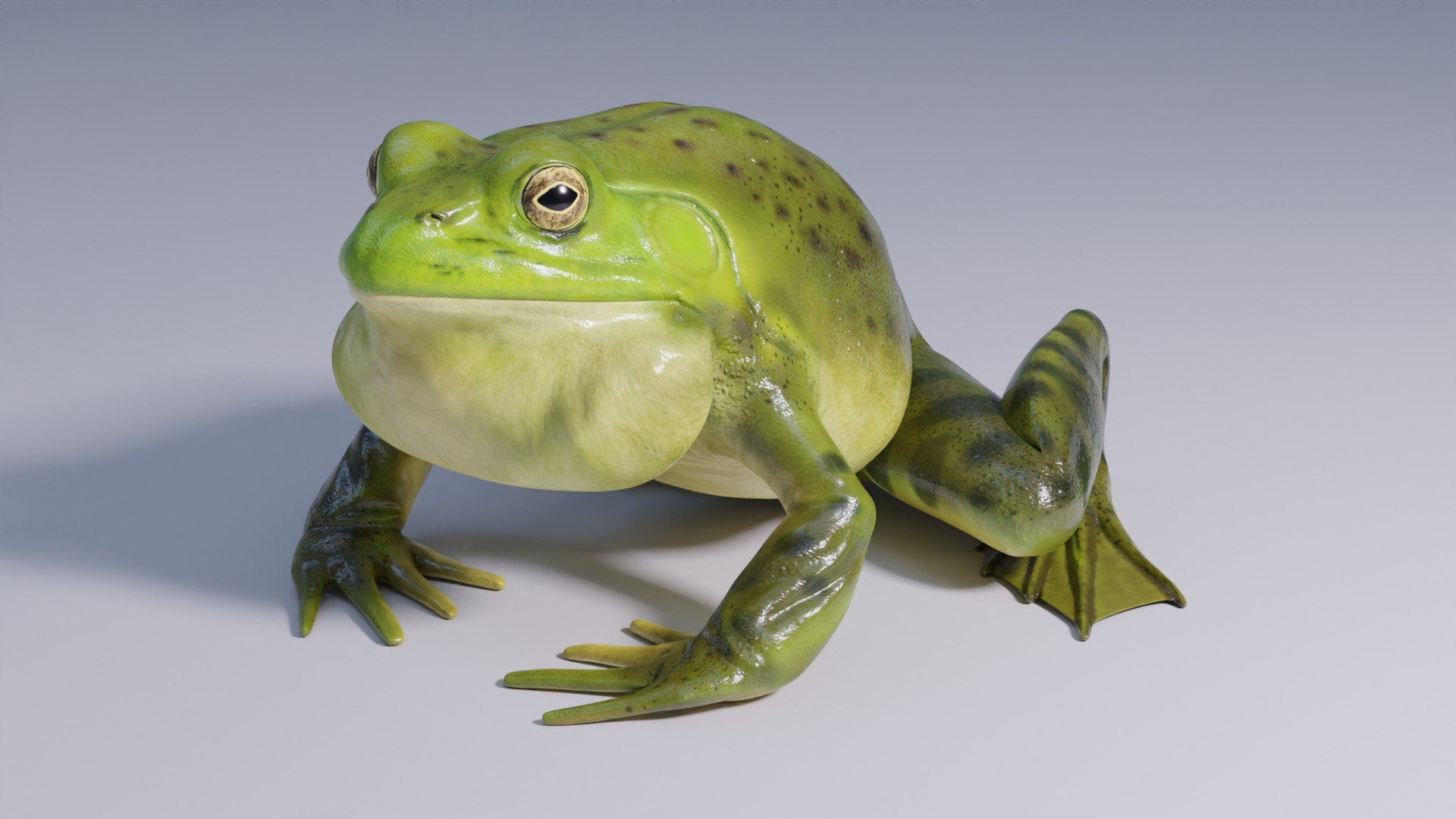 American Bullfrog - Animated 3D Model - TurboSquid 1767297