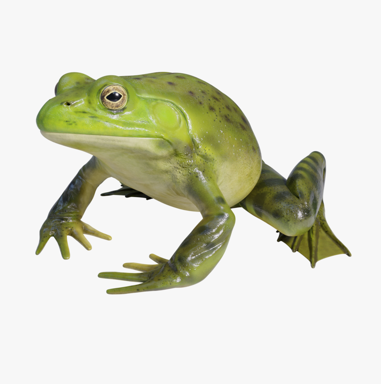 American Bullfrog - Animated 3D model - TurboSquid 1767297